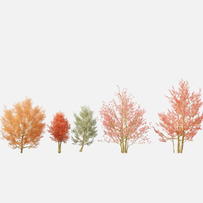 Amelanchier Canadensis - Canadian Serviceberry 3D Model by 3dgardenplants