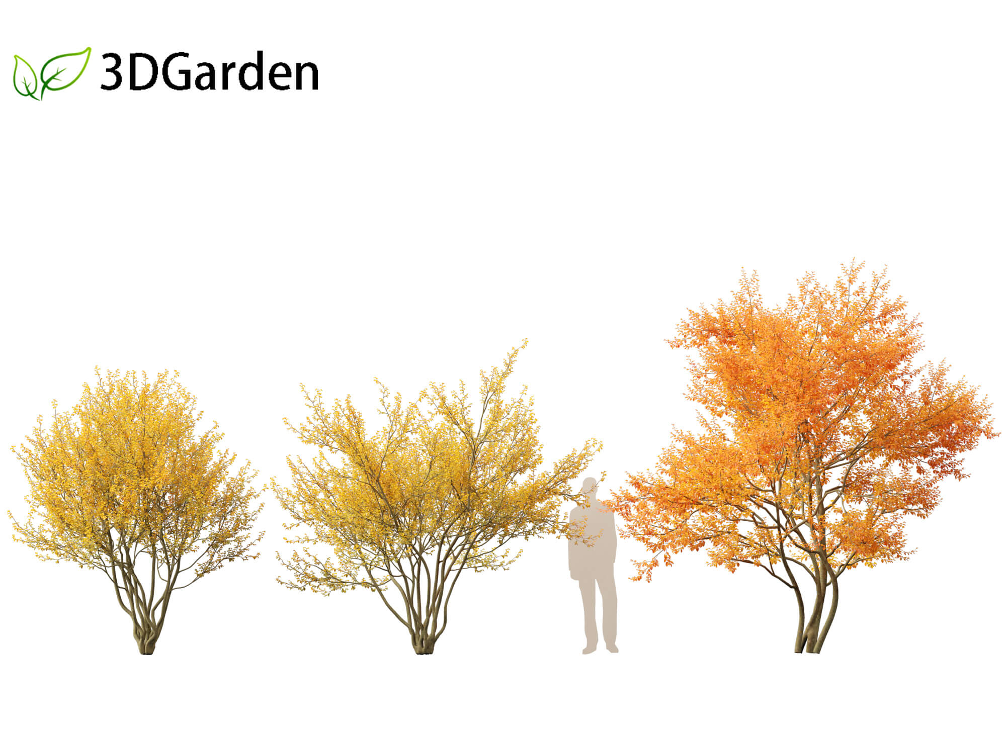 Amelanchier Lamarckii - Juneberry 01 3D Model by 3dgardenplants