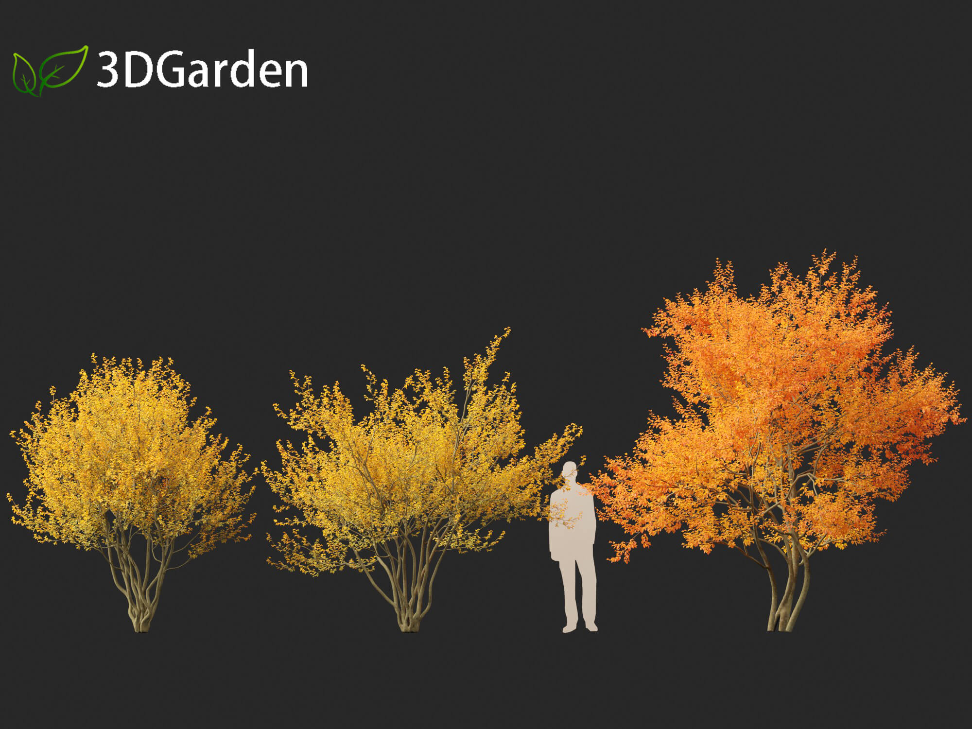 Amelanchier Lamarckii - Juneberry 01 3D Model by 3dgardenplants