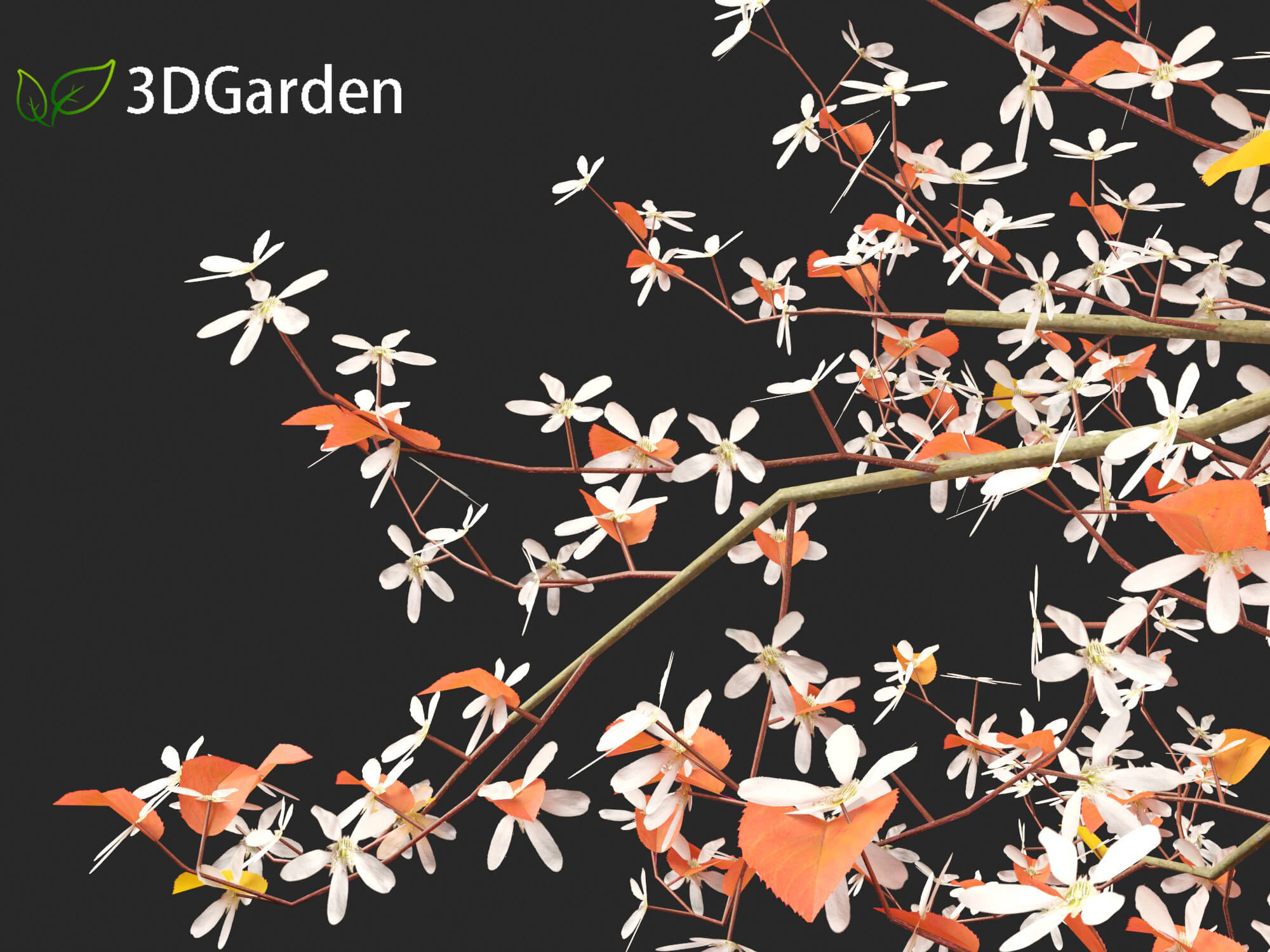Amelanchier Lamarckii - Juneberry 02 3D Model by 3dgardenplants