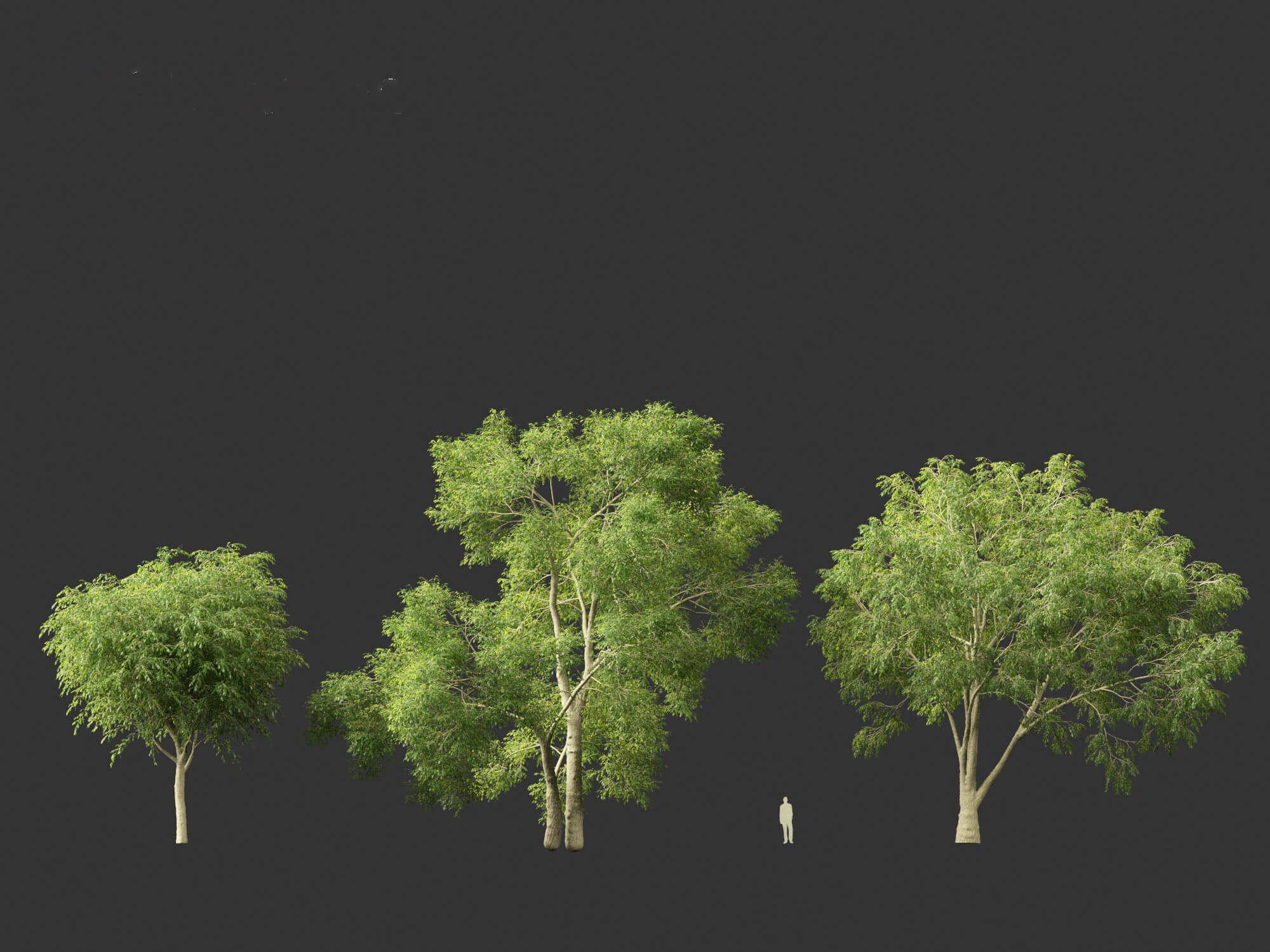 American Elm - Ulmus Americana 3D Model by 3dgardenplants