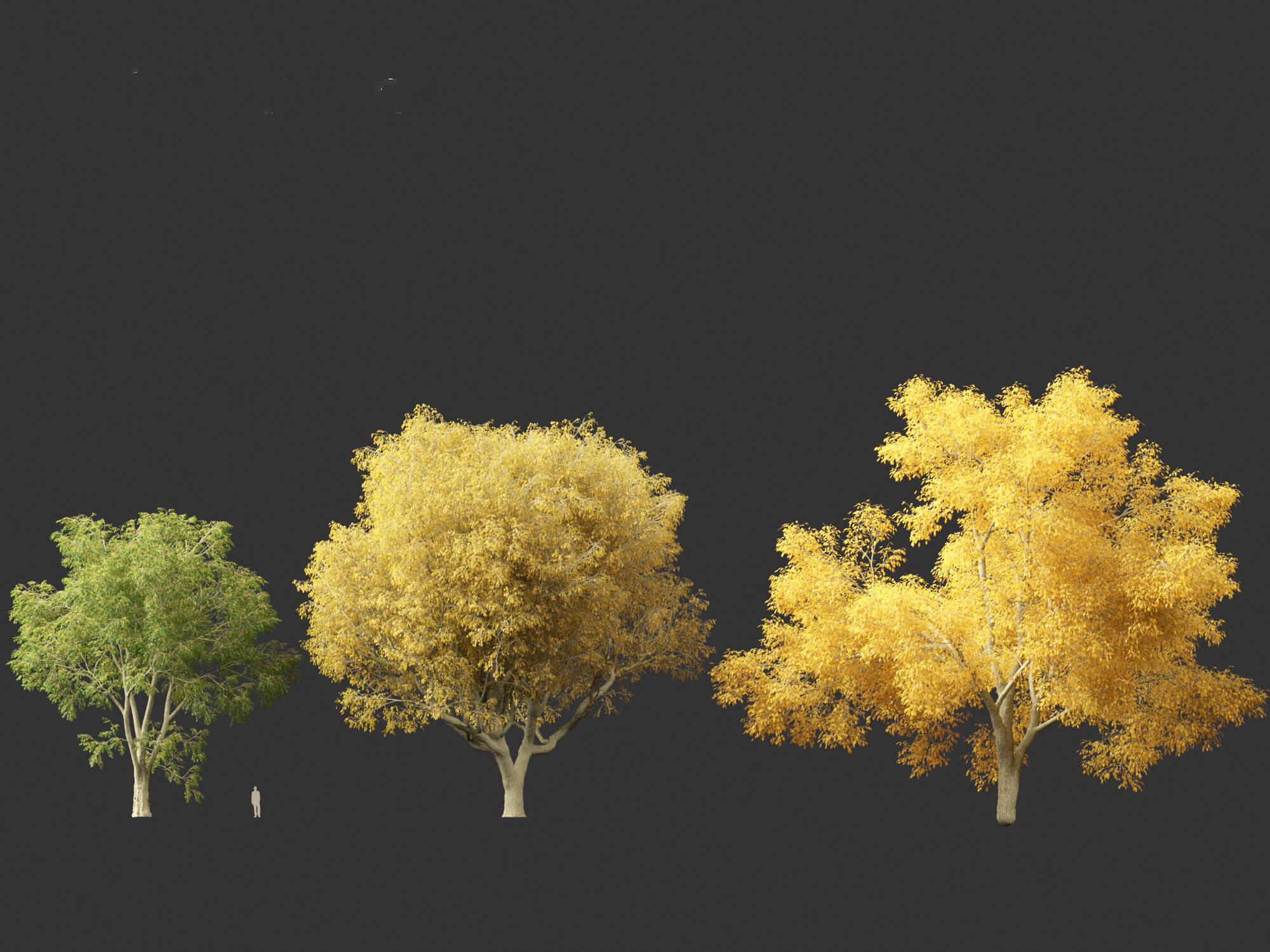 American Elm - Ulmus Americana 3D Model by 3dgardenplants