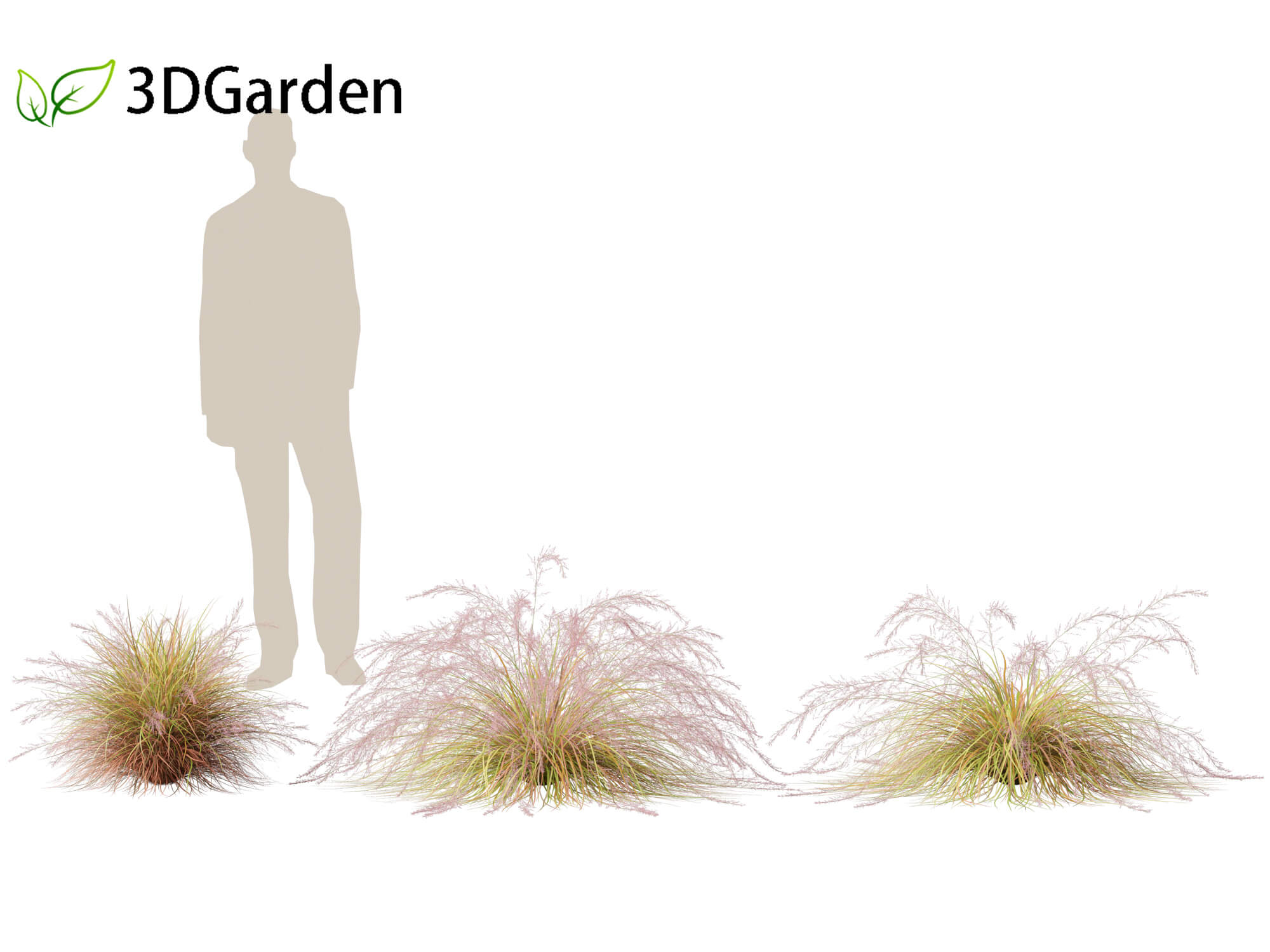 Anemanthele Lessoniana - New Zealand Wind Grass 01 3D Model by ...