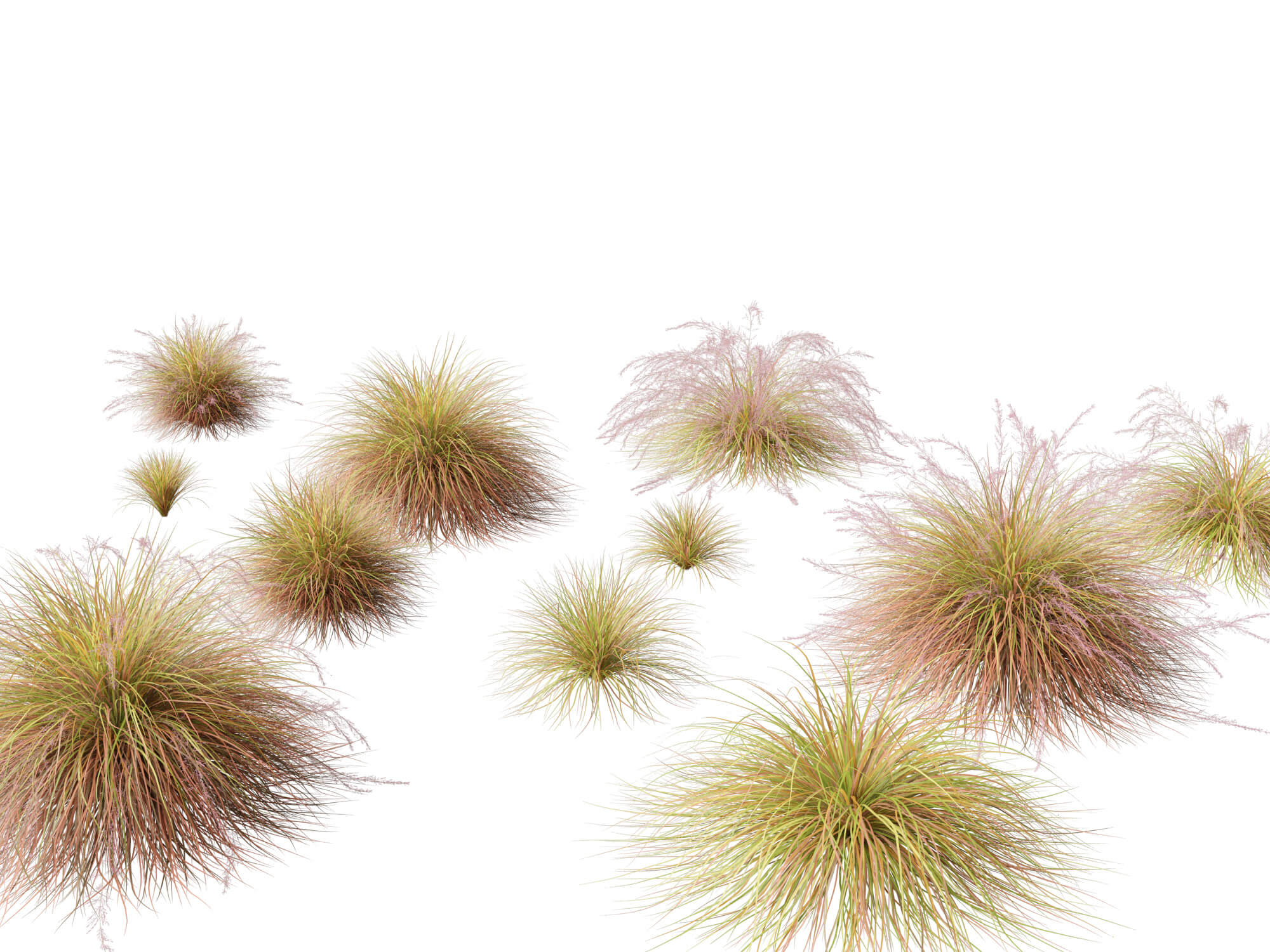 Anemanthele Lessoniana - New Zealand Wind Grass 01 3D Model by ...