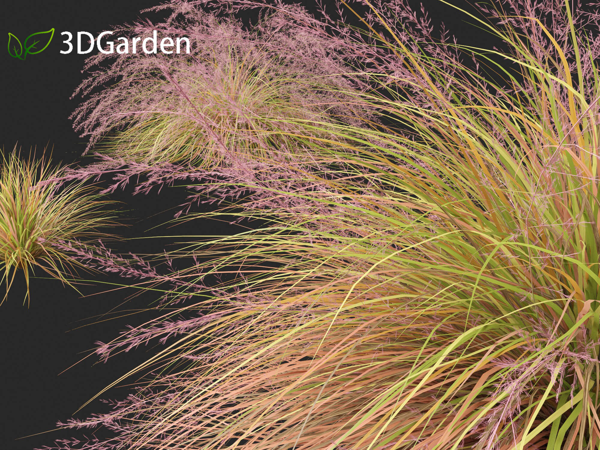 Anemanthele Lessoniana - New Zealand Wind Grass 01 3D Model by ...