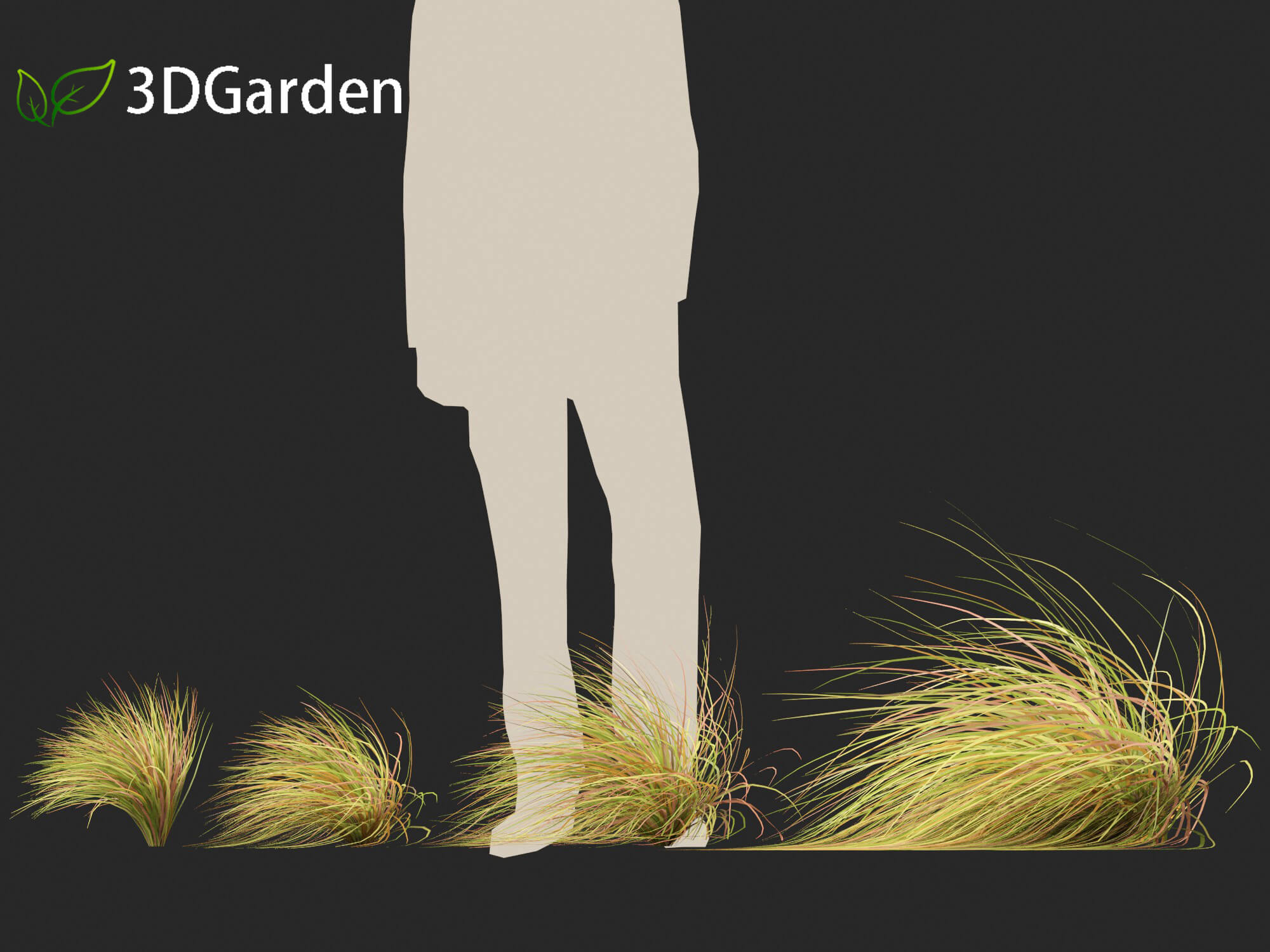 Anemanthele Lessoniana - New Zealand Wind Grass 02 3D Model by ...