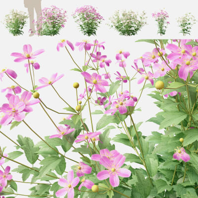 (Highpoly+Low Poly) Anemone Hupehensis - Thimbleflower 3D Model by 3dgardenplants