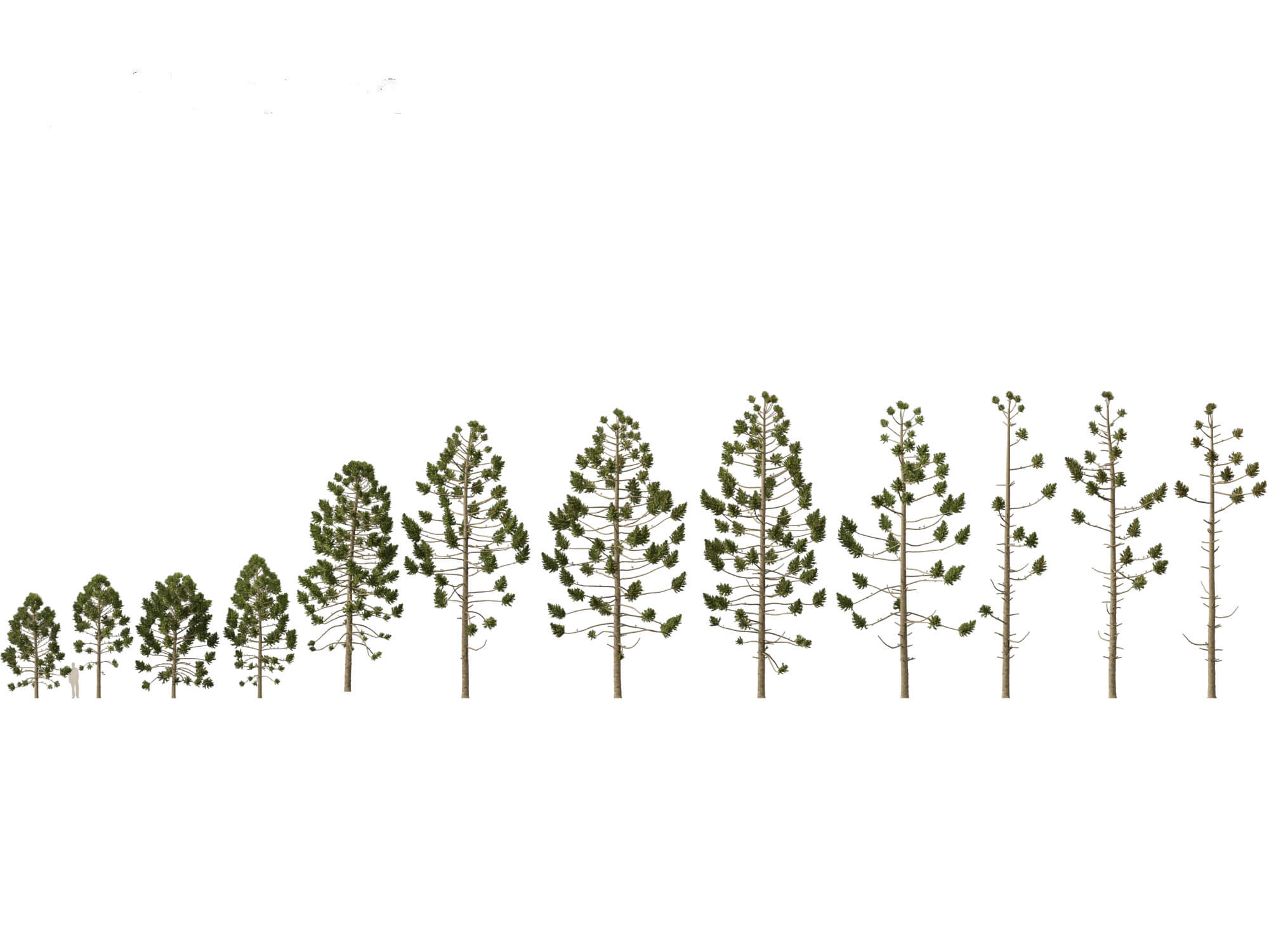 Araucaria Angustifolia - Brazilian Pine 01 3D Model by 3dgardenplants