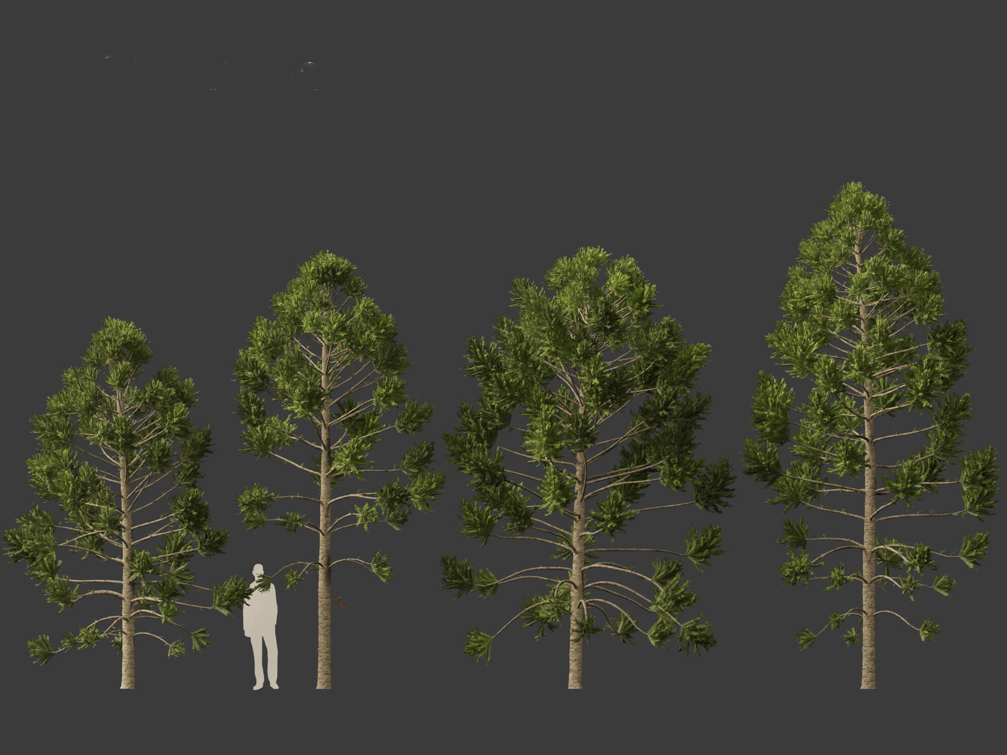 Araucaria Angustifolia - Brazilian Pine 01 3D Model by 3dgardenplants