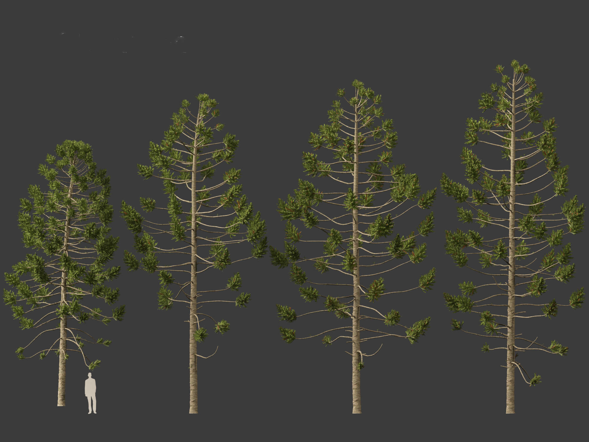 Araucaria Angustifolia - Brazilian Pine 01 3D Model by 3dgardenplants