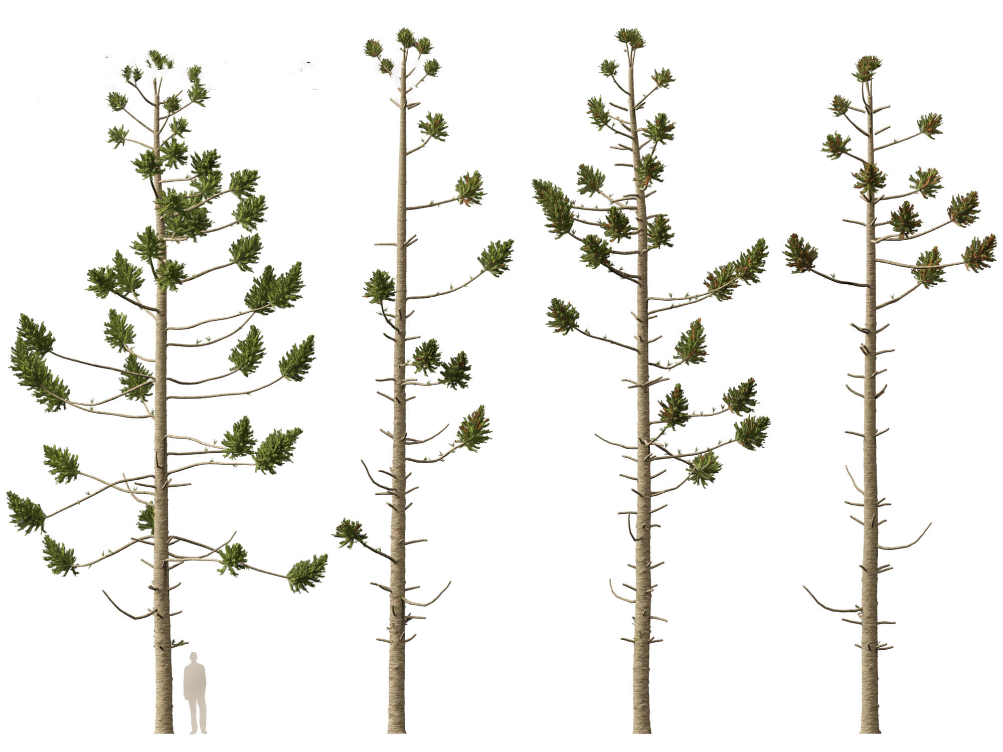Araucaria Angustifolia - Brazilian Pine 01 3D Model by 3dgardenplants