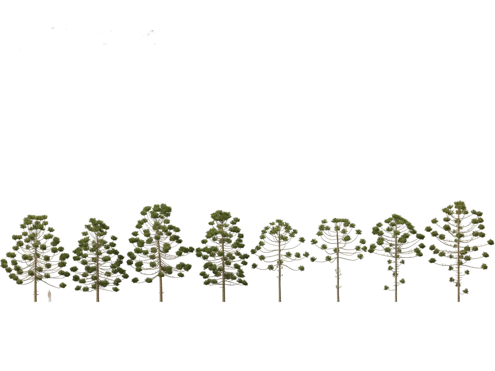 Araucaria Angustifolia - Brazilian Pine 02 3D Model by 3dgardenplants