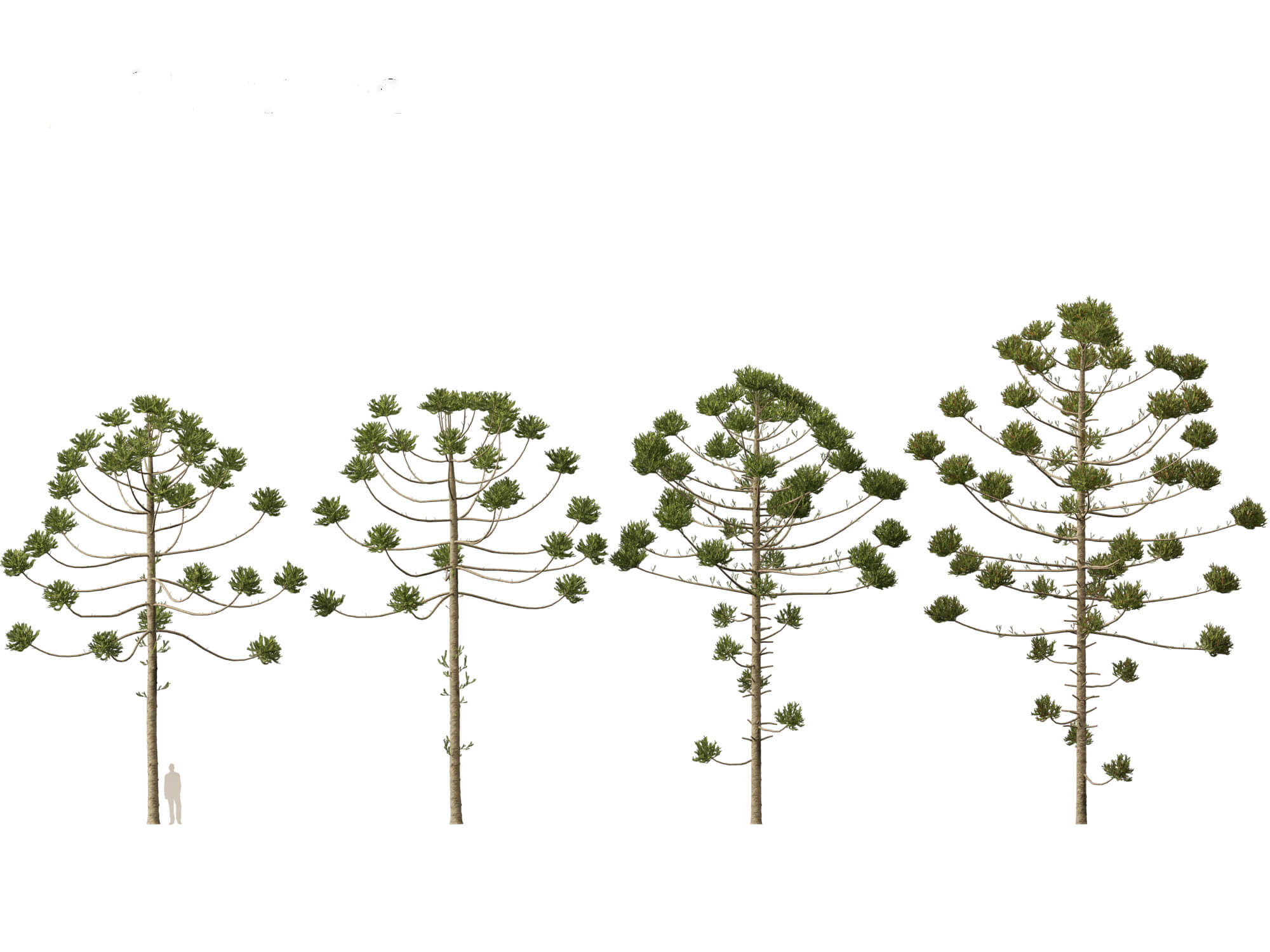 Araucaria Angustifolia - Brazilian Pine 02 3D Model by 3dgardenplants