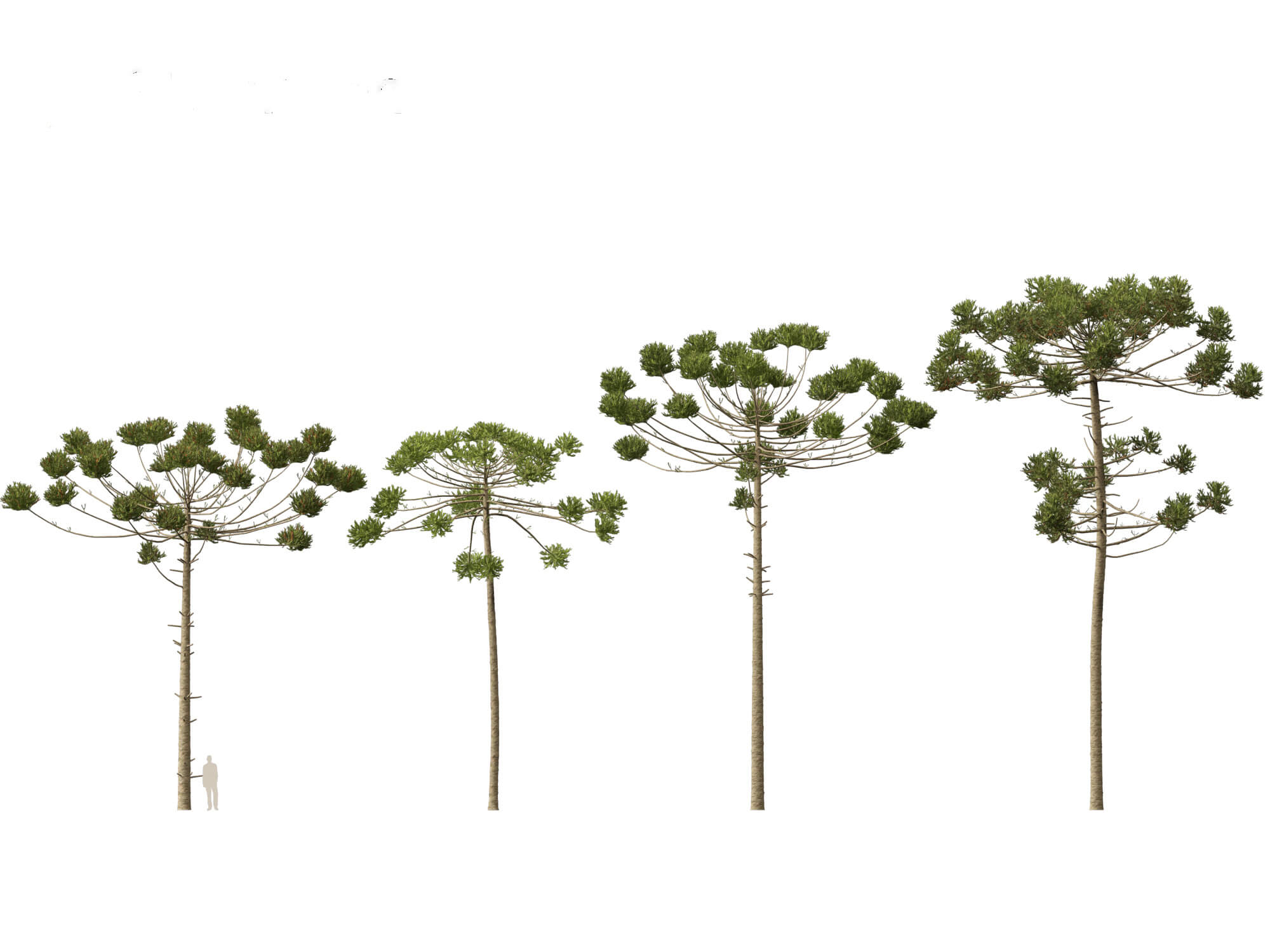 Araucaria Angustifolia - Brazilian Pine 03 3D Model by 3dgardenplants