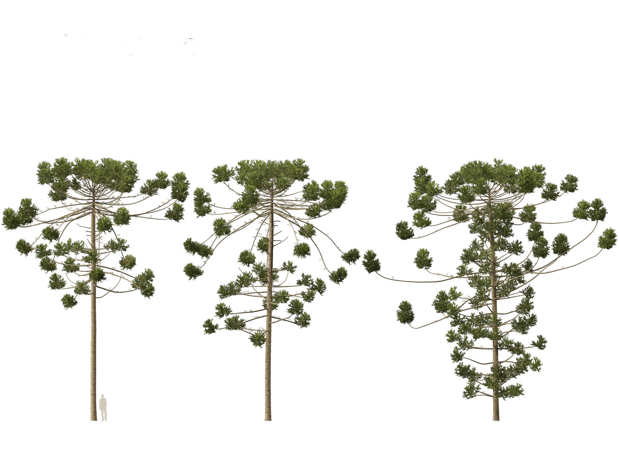 Araucaria Angustifolia - Brazilian Pine 03 3D Model by 3dgardenplants