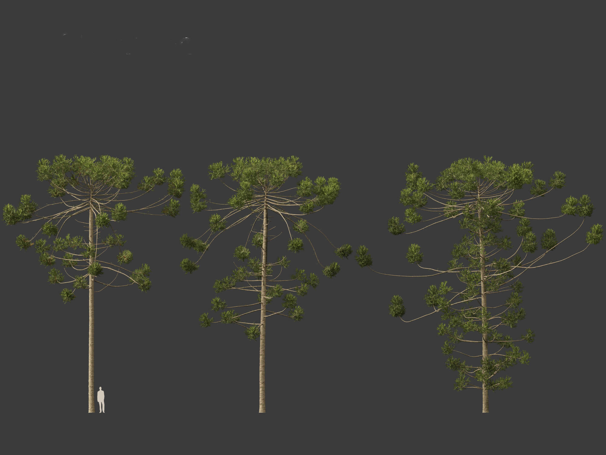 Araucaria Angustifolia - Brazilian Pine 03 3D Model by 3dgardenplants