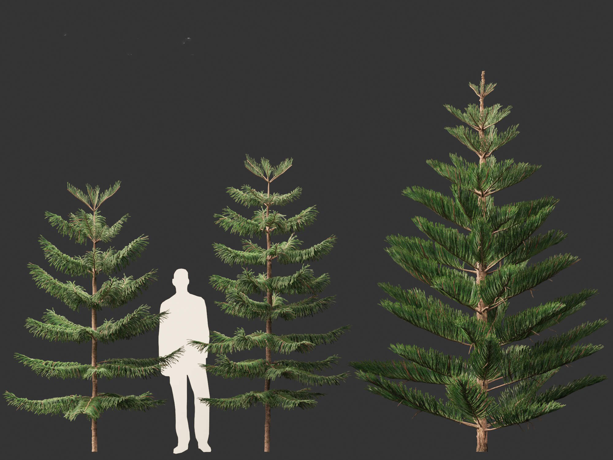 Araucaria Heterophylla - Norfolk Island Pine 01 3D Model by 3dgardenplants