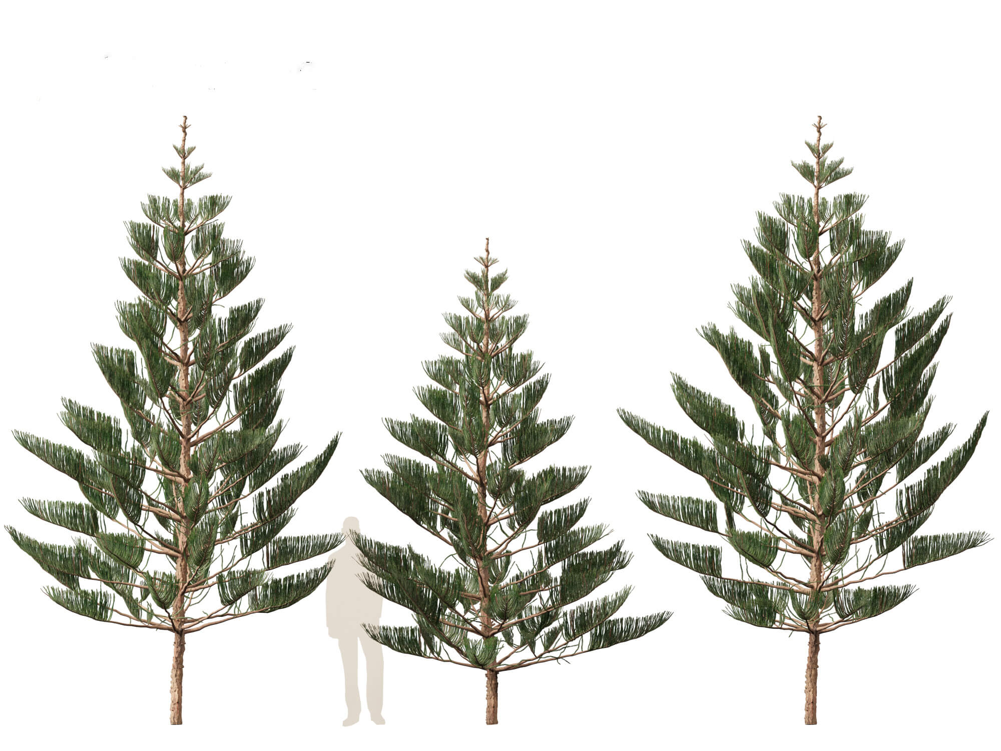 Araucaria Heterophylla - Norfolk Island Pine 02 3D Model by 3dgardenplants