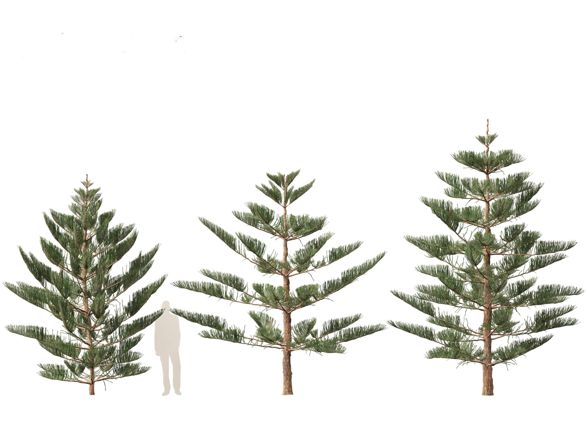 Araucaria Heterophylla - Norfolk Island Pine 02 3D Model by 3dgardenplants