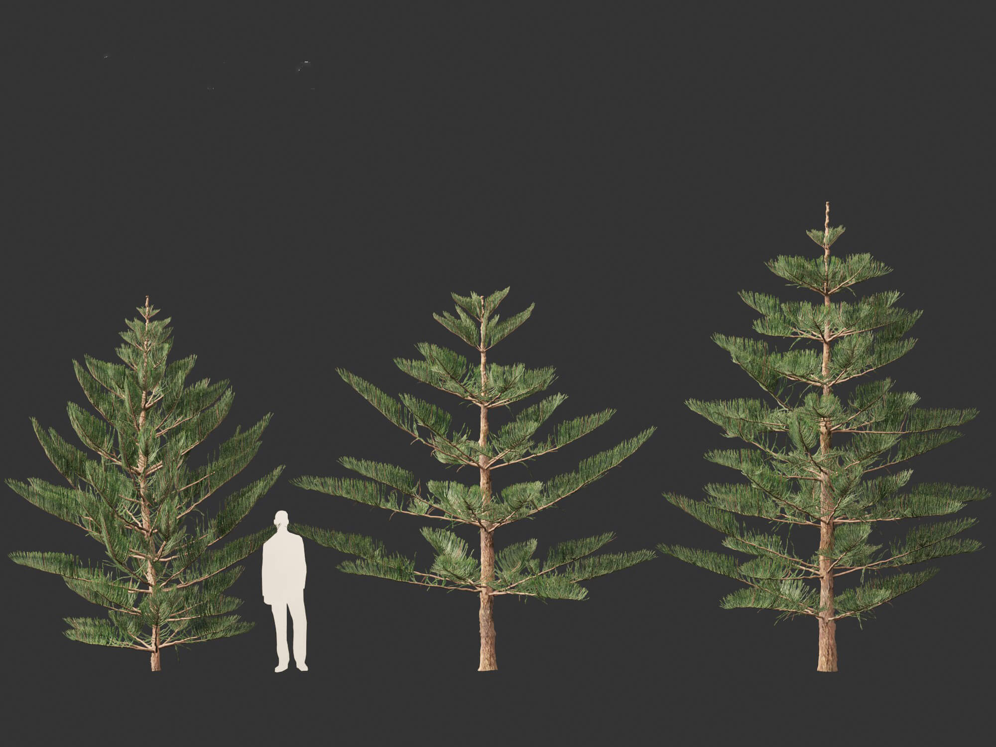 Araucaria Heterophylla - Norfolk Island Pine 02 3D Model by 3dgardenplants