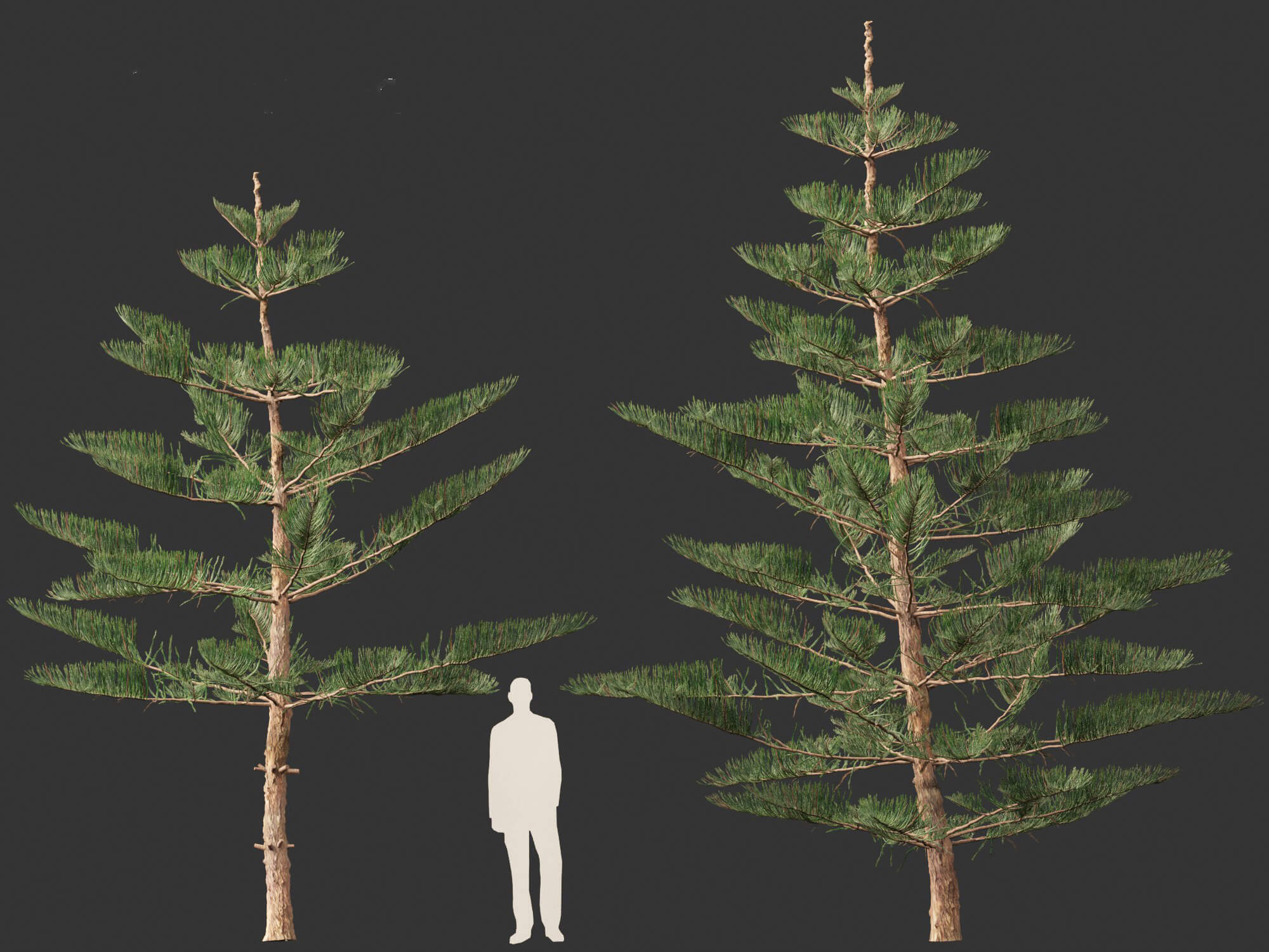 Araucaria Heterophylla - Norfolk Island Pine 02 3D Model by 3dgardenplants