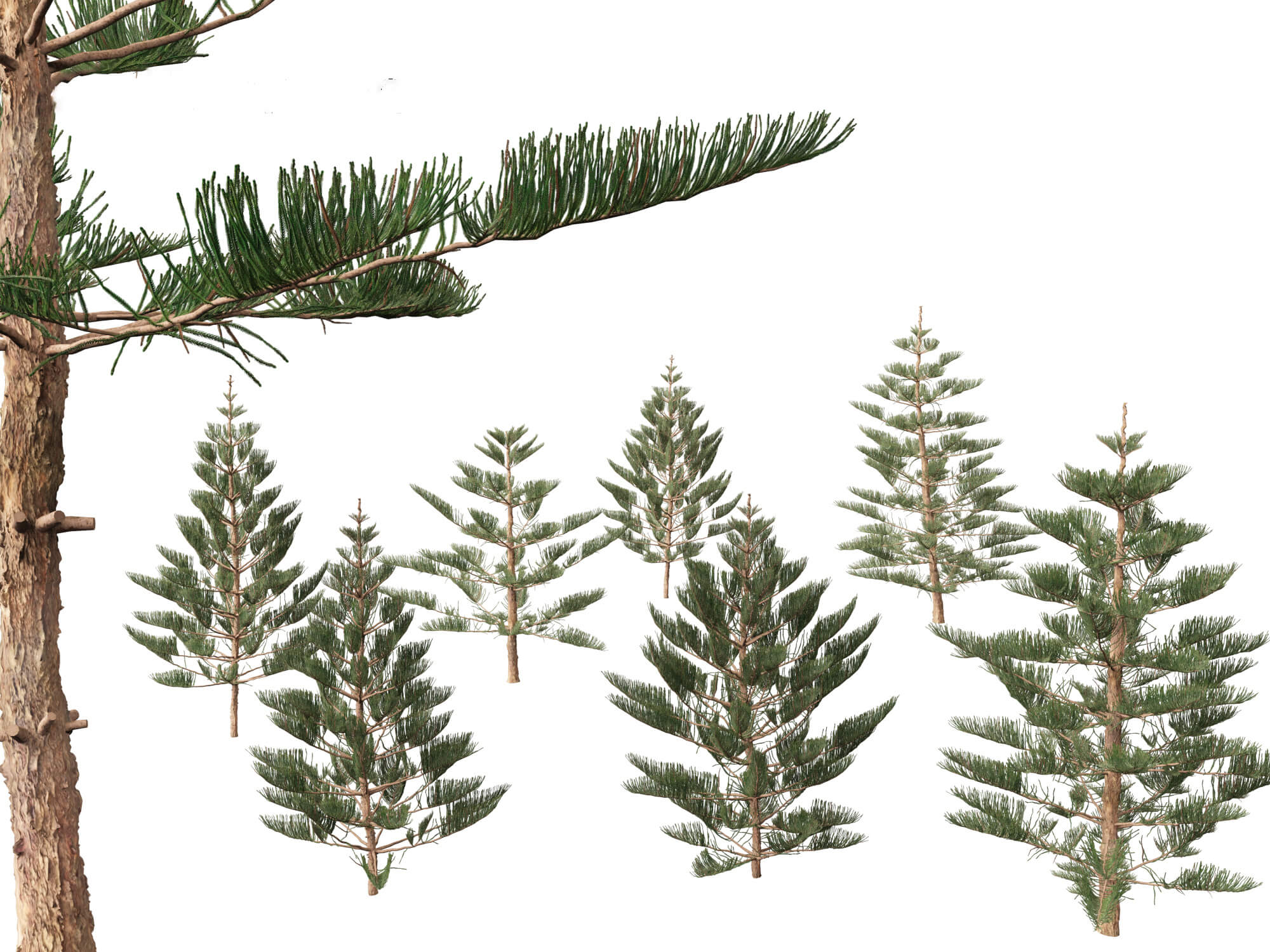 Araucaria Heterophylla - Norfolk Island Pine 02 3D Model by 3dgardenplants