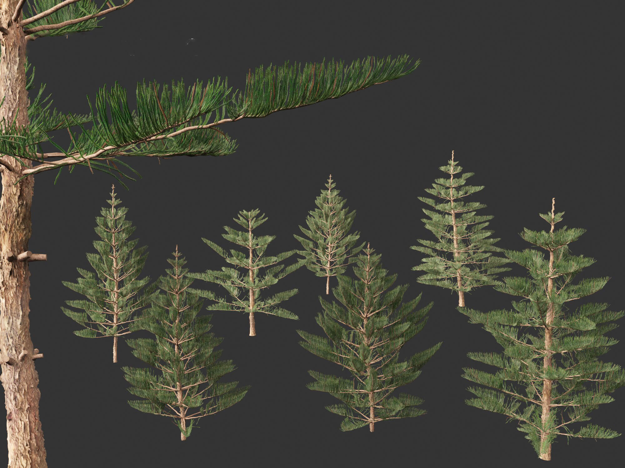 Araucaria Heterophylla - Norfolk Island Pine 02 3D Model by 3dgardenplants