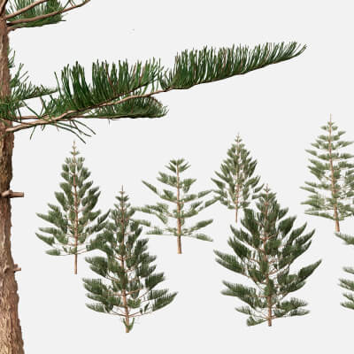 Araucaria Heterophylla - Norfolk Island Pine 02 3D Model by 3dgardenplants
