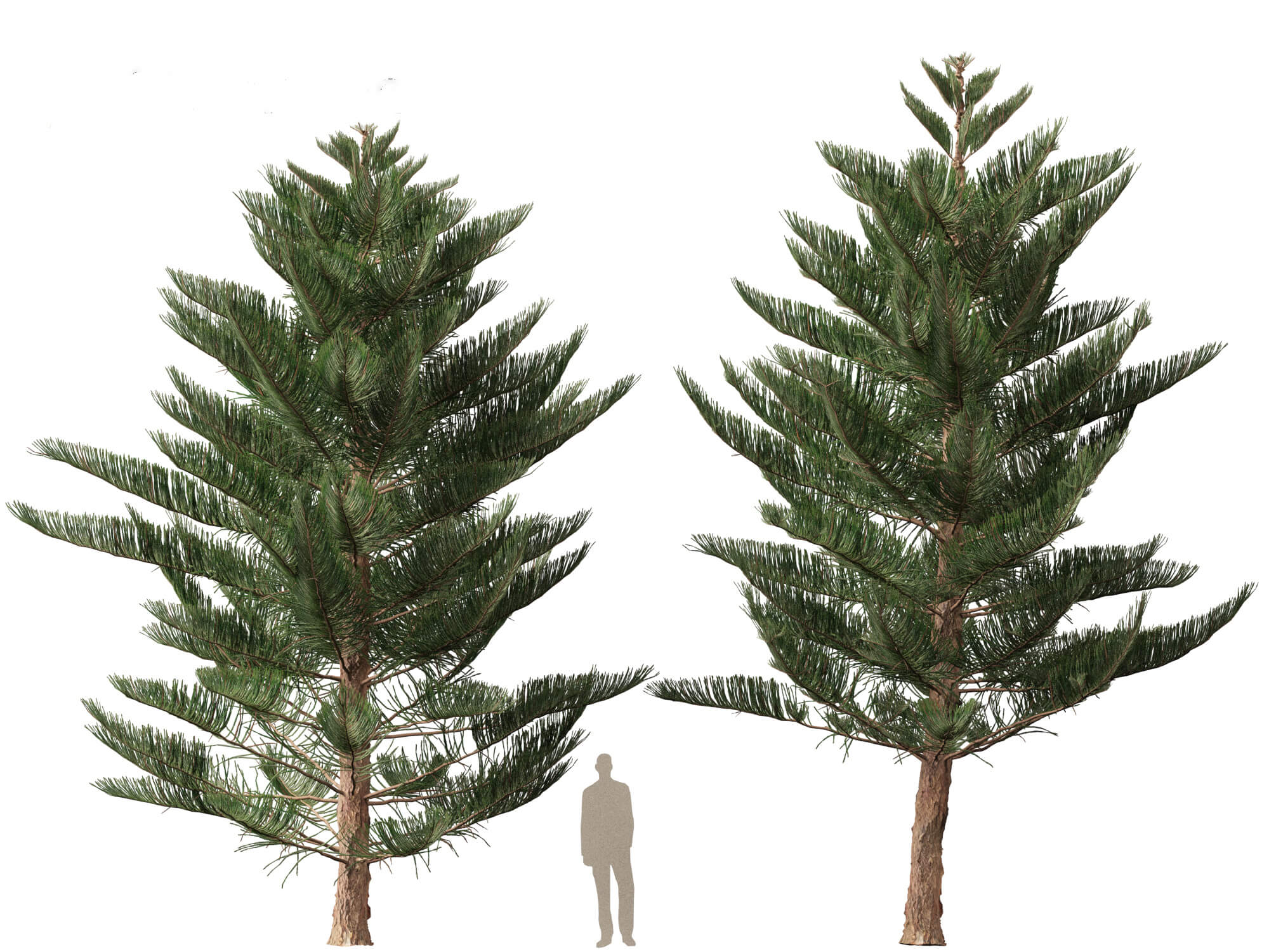 Araucaria Heterophylla - Norfolk Island Pine 03 3D Model by 3dgardenplants