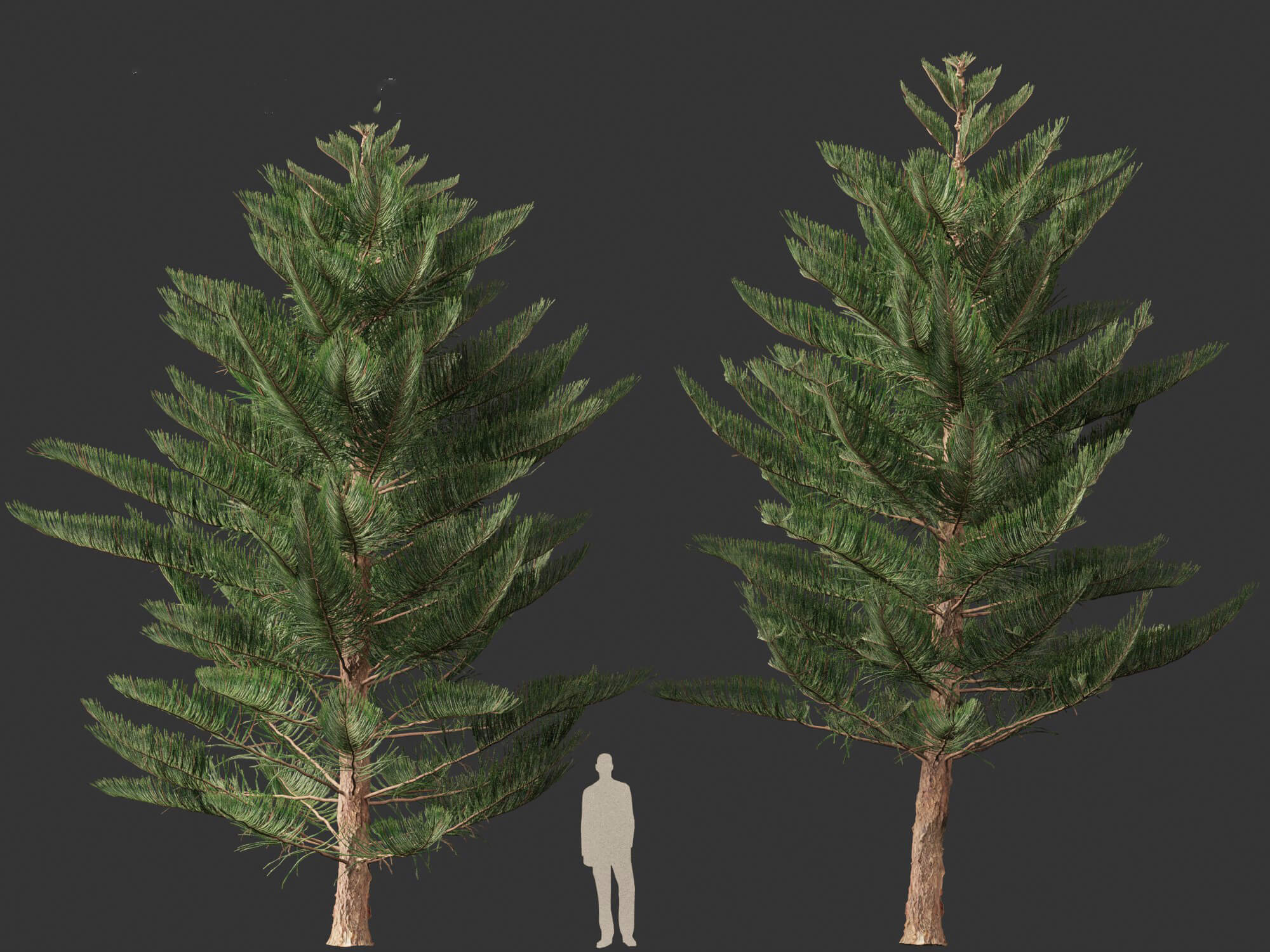 Araucaria Heterophylla - Norfolk Island Pine 03 3D Model by 3dgardenplants
