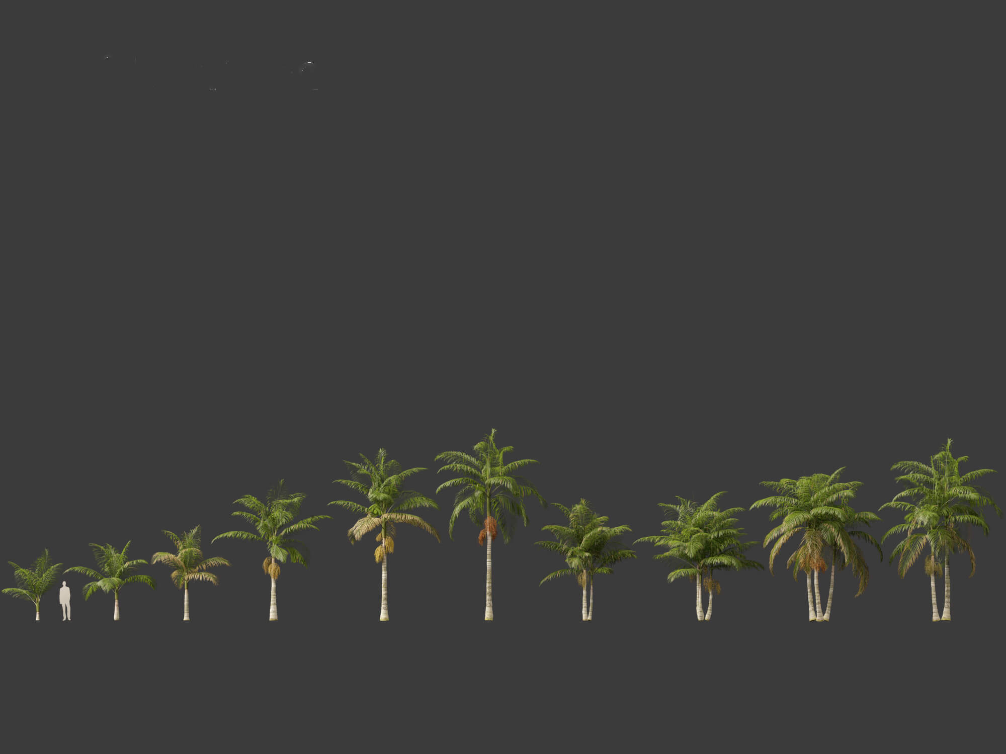 Archontophoenix Alexandrae - Alexandra Palm 01 3D Model by 3dgardenplants