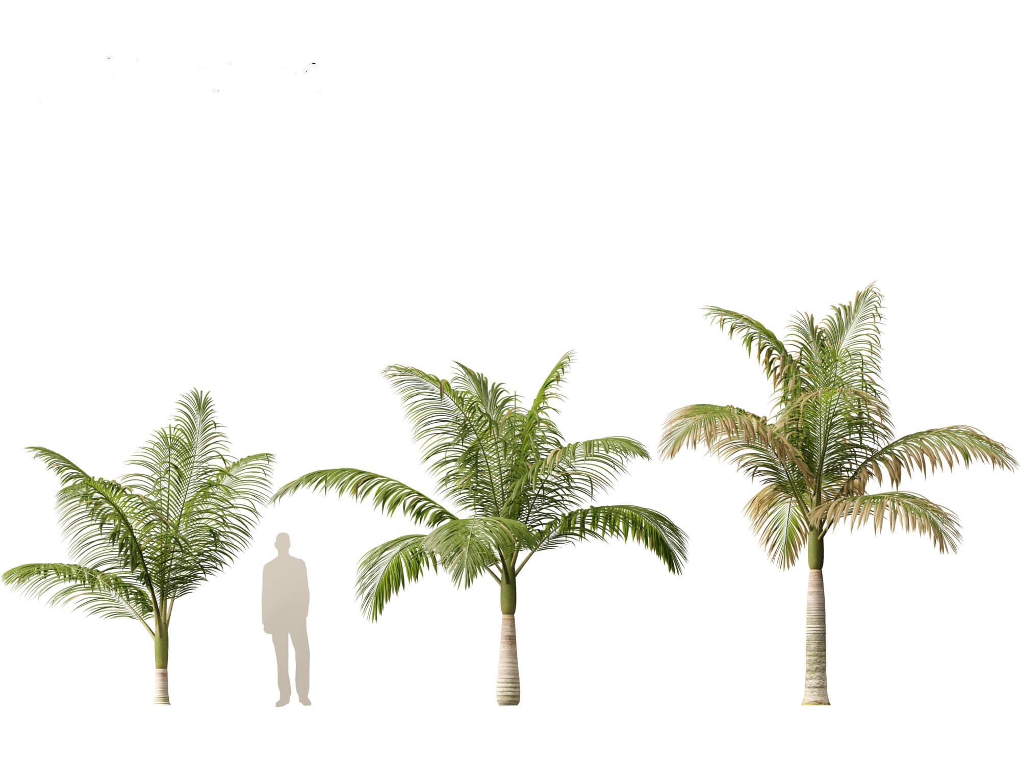 Archontophoenix Alexandrae - Alexandra Palm 01 3D Model by 3dgardenplants