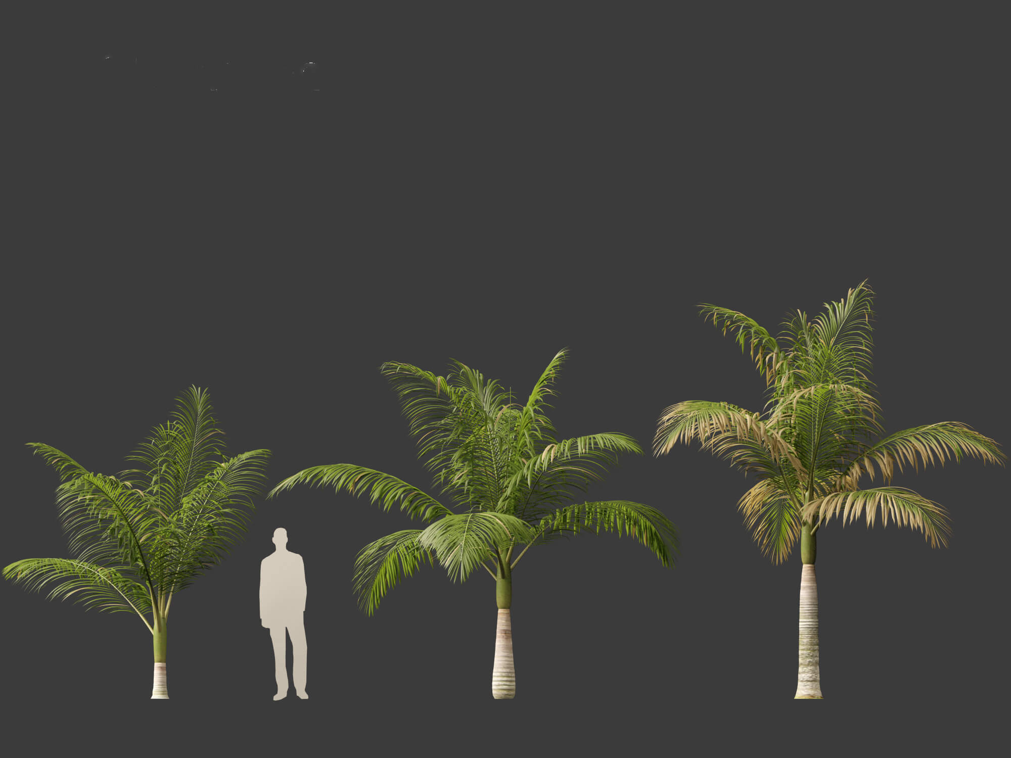Archontophoenix Alexandrae - Alexandra Palm 01 3D Model by 3dgardenplants