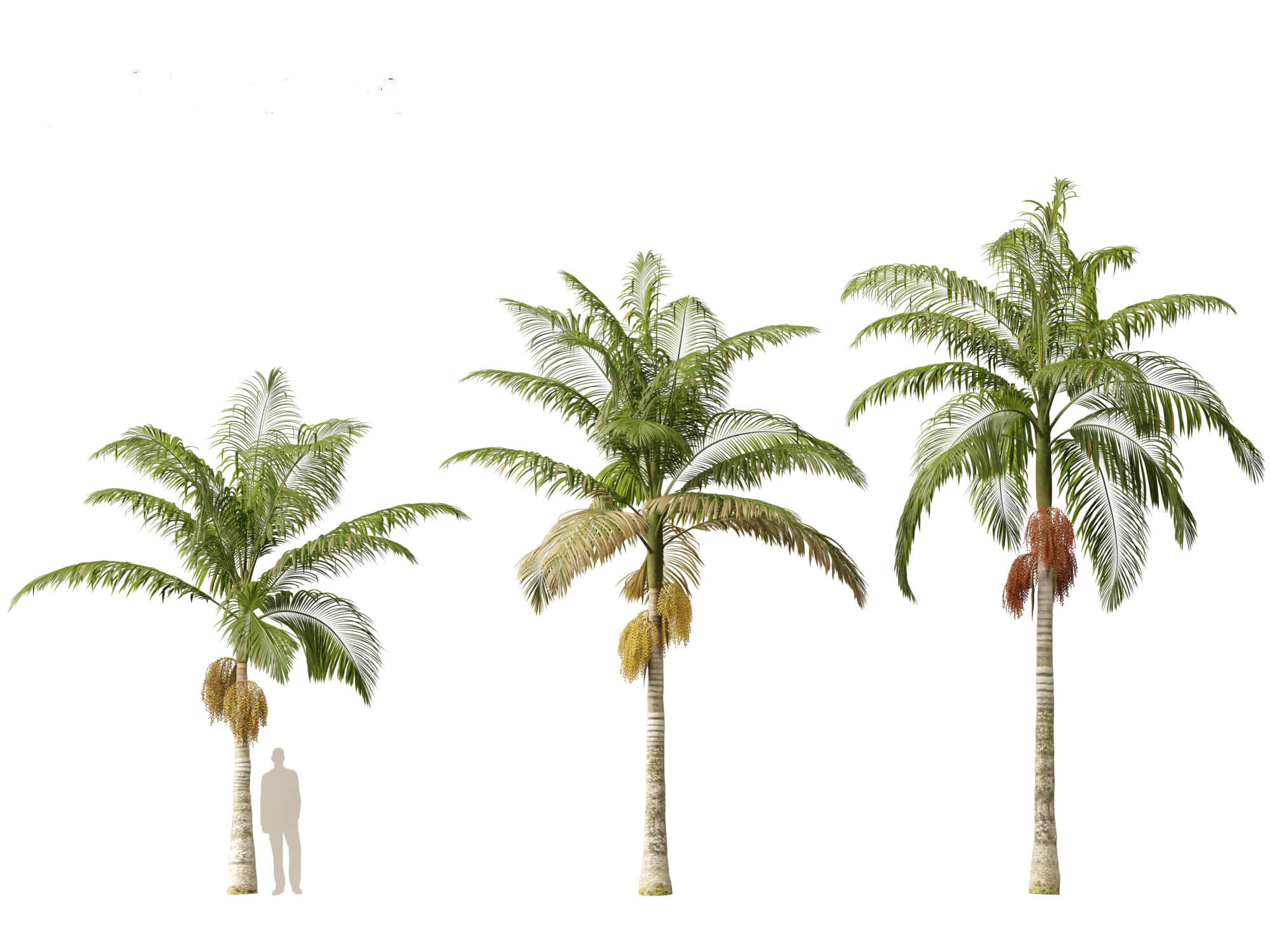 Archontophoenix Alexandrae - Alexandra Palm 01 3D Model by 3dgardenplants