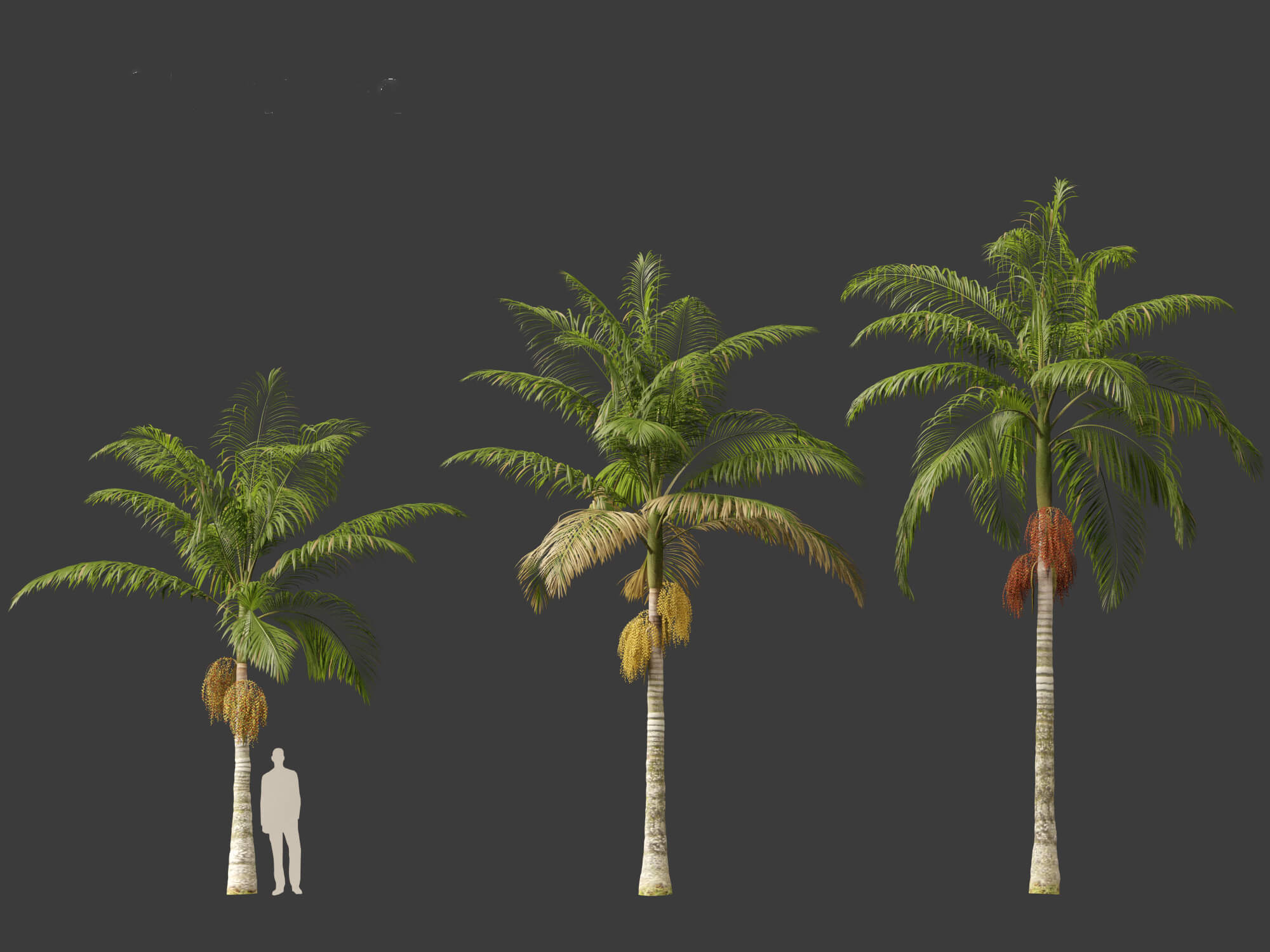 Archontophoenix Alexandrae - Alexandra Palm 01 3D Model by 3dgardenplants