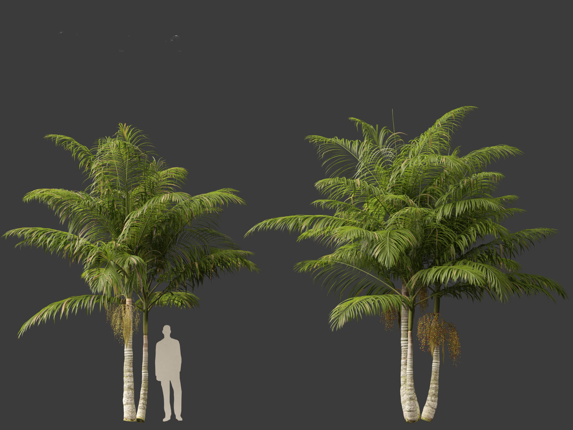 Archontophoenix Alexandrae - Alexandra Palm 01 3D Model by 3dgardenplants