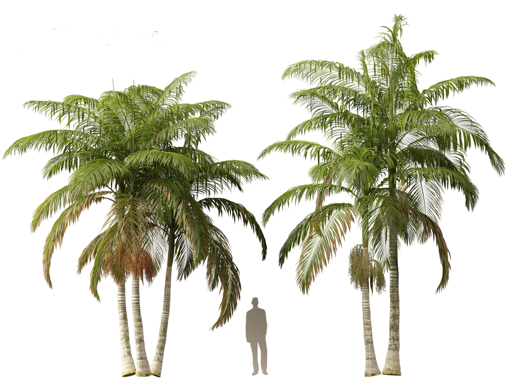 Archontophoenix Alexandrae - Alexandra Palm 01 3D Model by 3dgardenplants