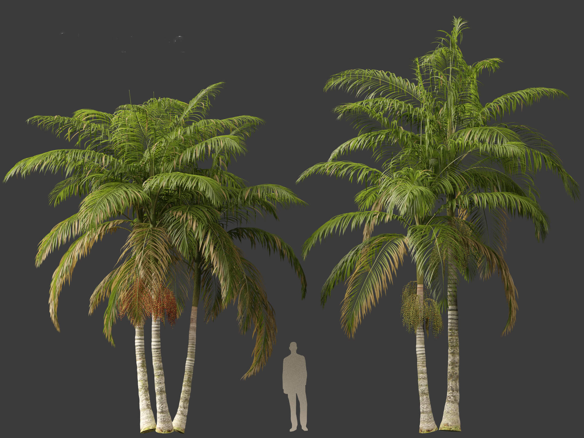 Archontophoenix Alexandrae - Alexandra Palm 01 3D Model by 3dgardenplants