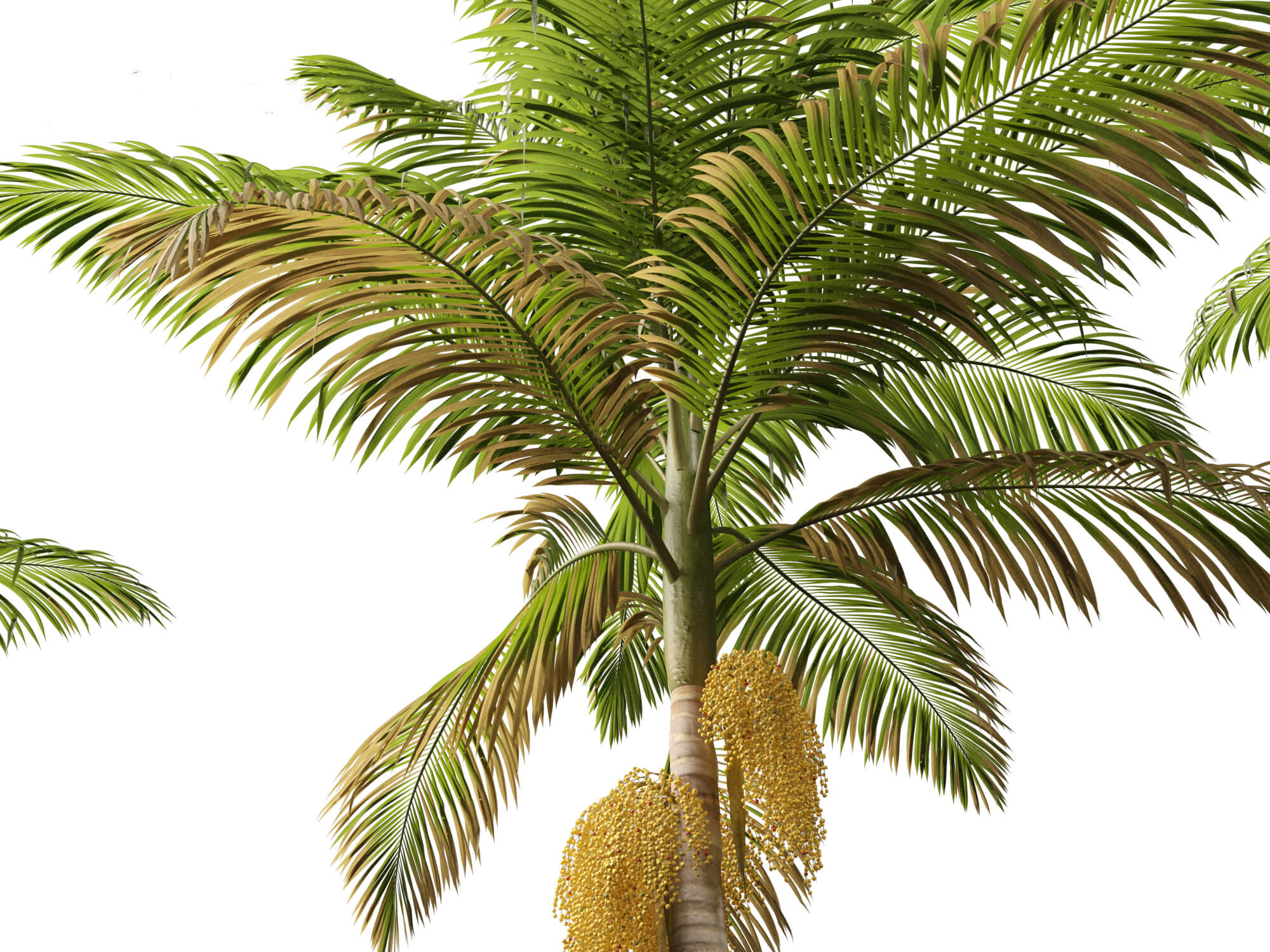 Archontophoenix Alexandrae - Alexandra Palm 01 3D Model by 3dgardenplants