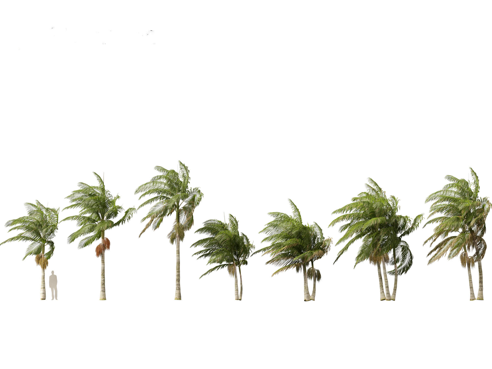 Archontophoenix Alexandrae - Alexandra Palm 02 3D Model by 3dgardenplants