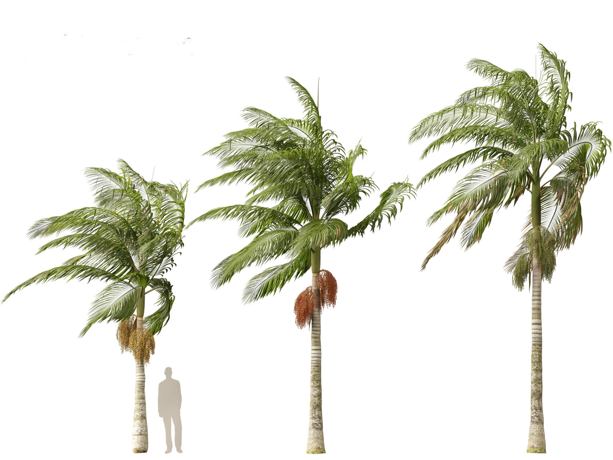 Archontophoenix Alexandrae - Alexandra Palm 02 3D Model by 3dgardenplants