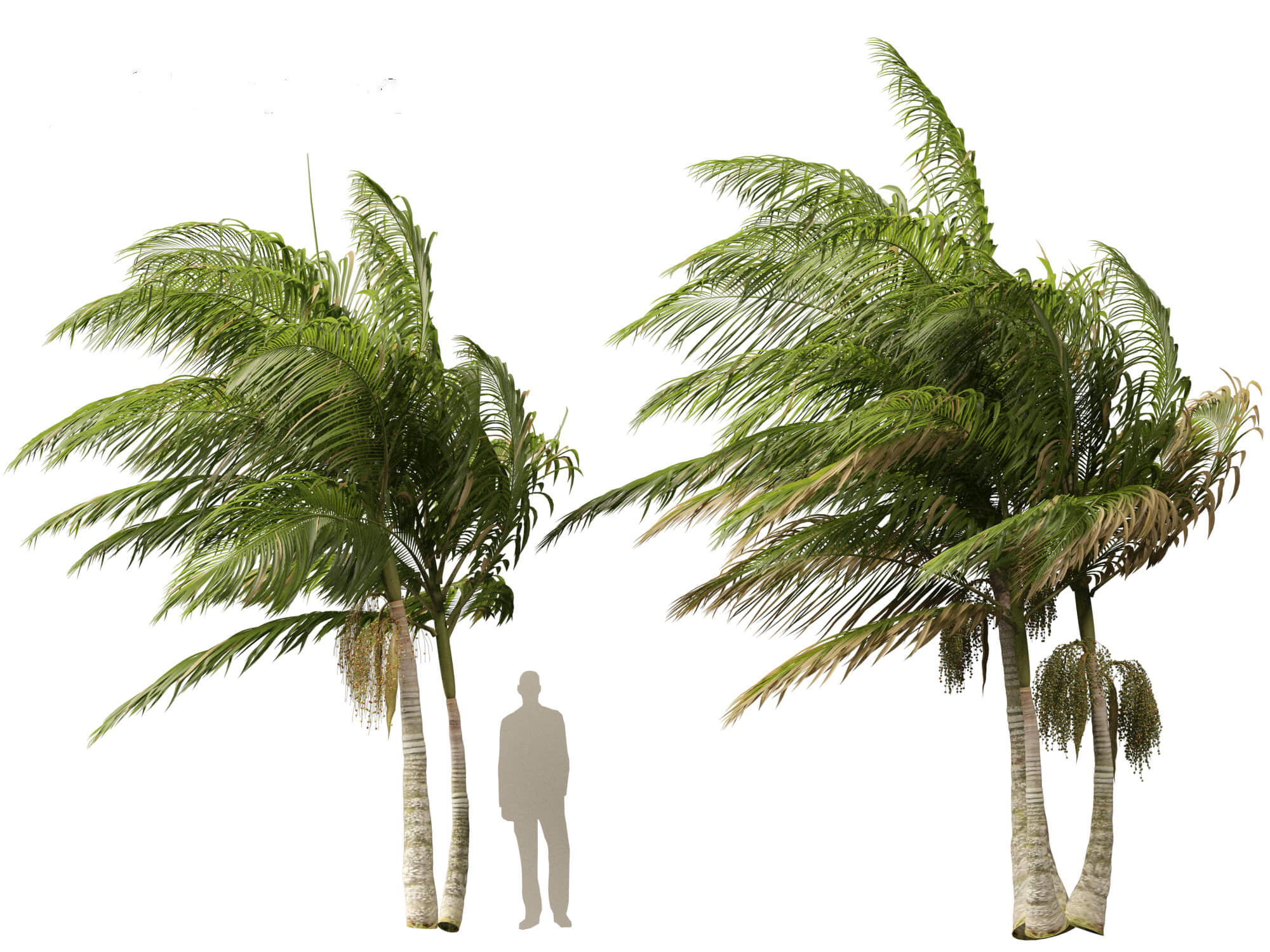 Archontophoenix Alexandrae - Alexandra Palm 02 3D Model by 3dgardenplants