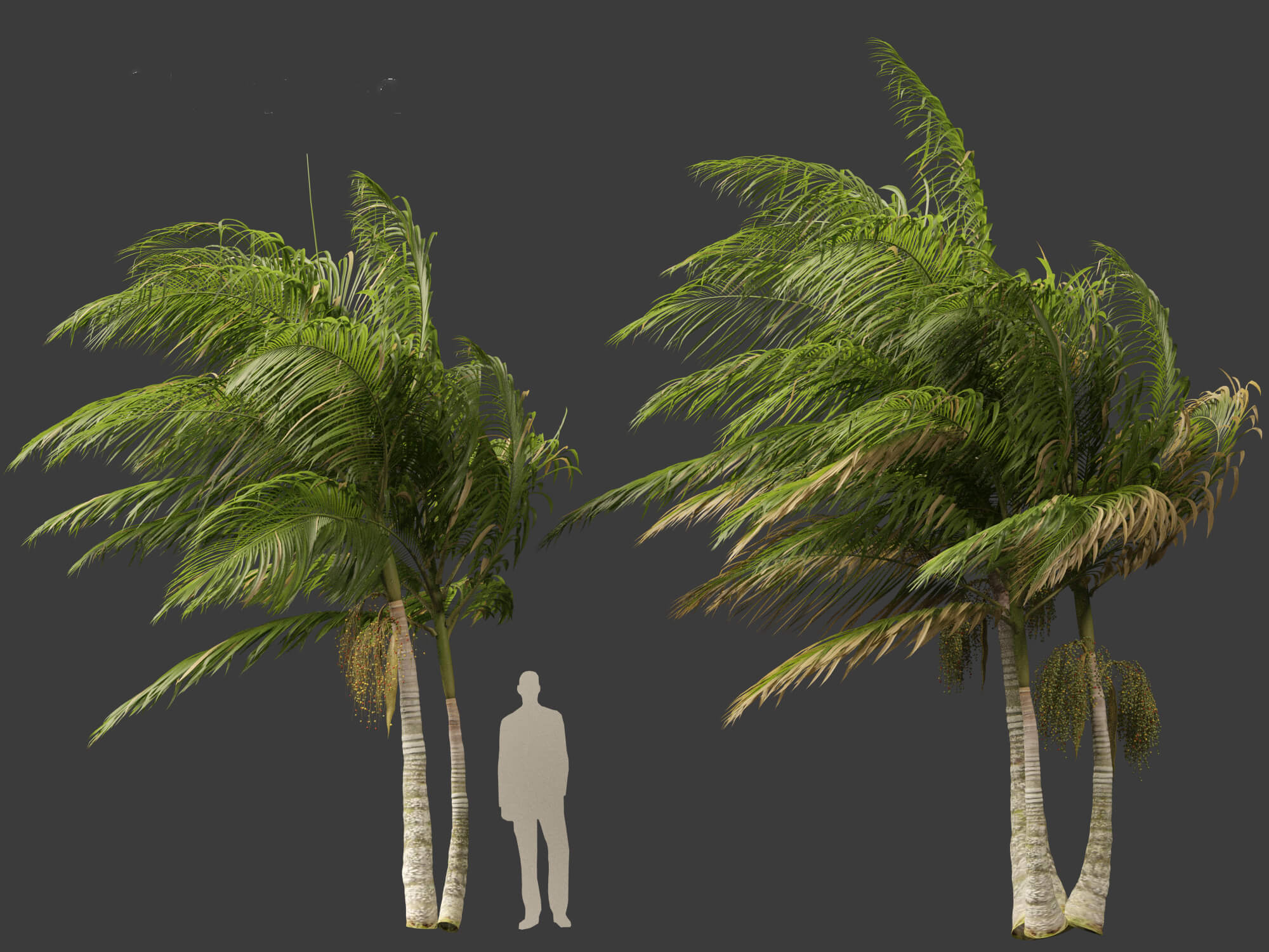 Archontophoenix Alexandrae - Alexandra Palm 02 3D Model by 3dgardenplants