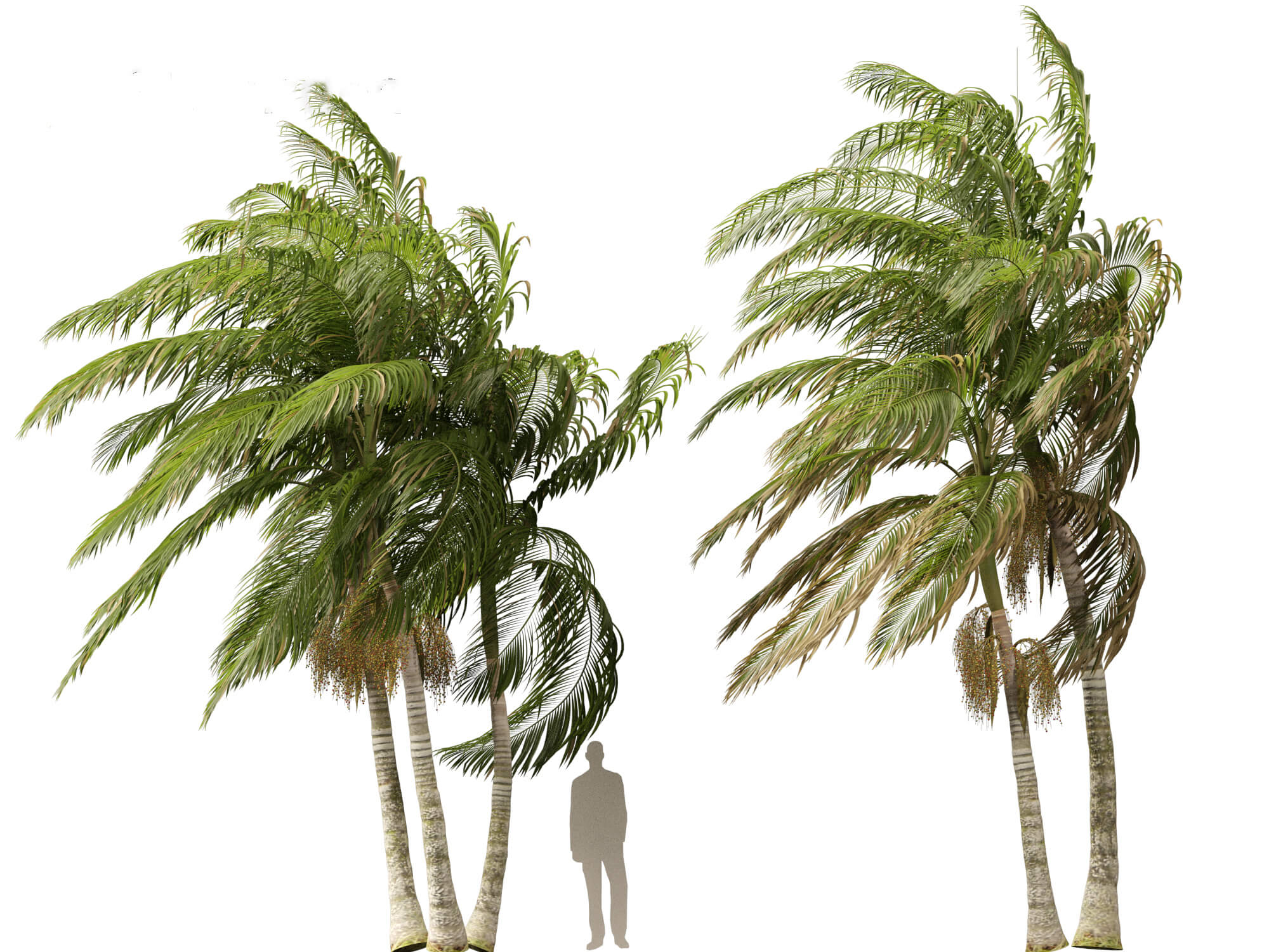 Archontophoenix Alexandrae - Alexandra Palm 02 3D Model by 3dgardenplants