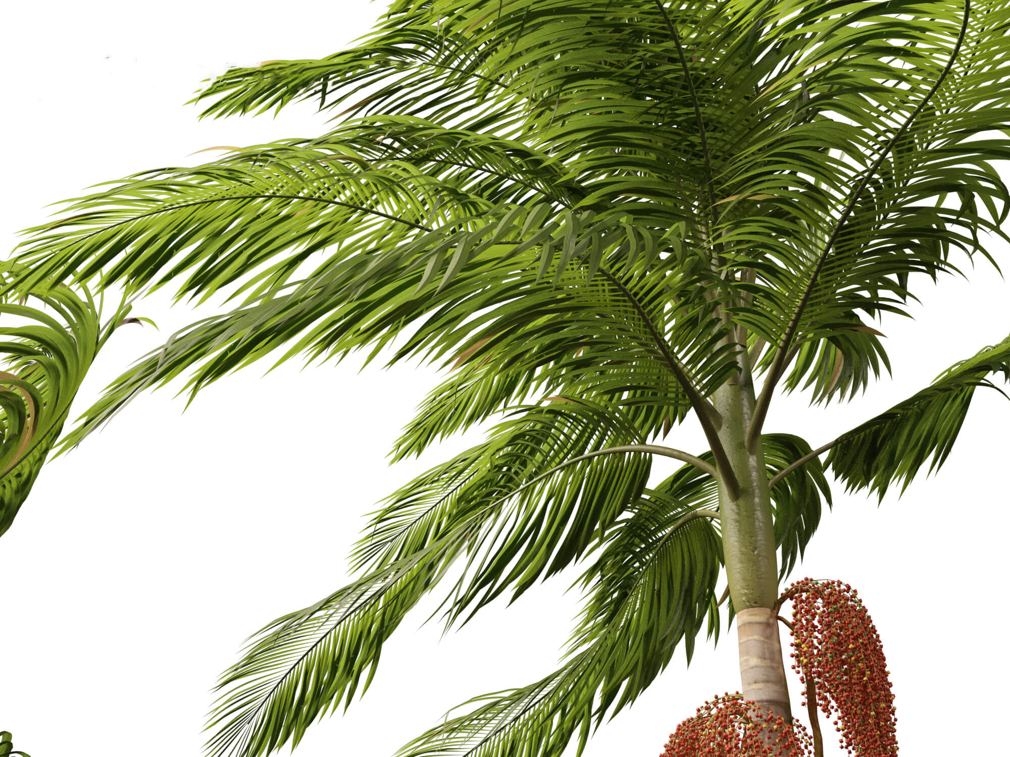 Archontophoenix Alexandrae - Alexandra Palm 02 3D Model by 3dgardenplants