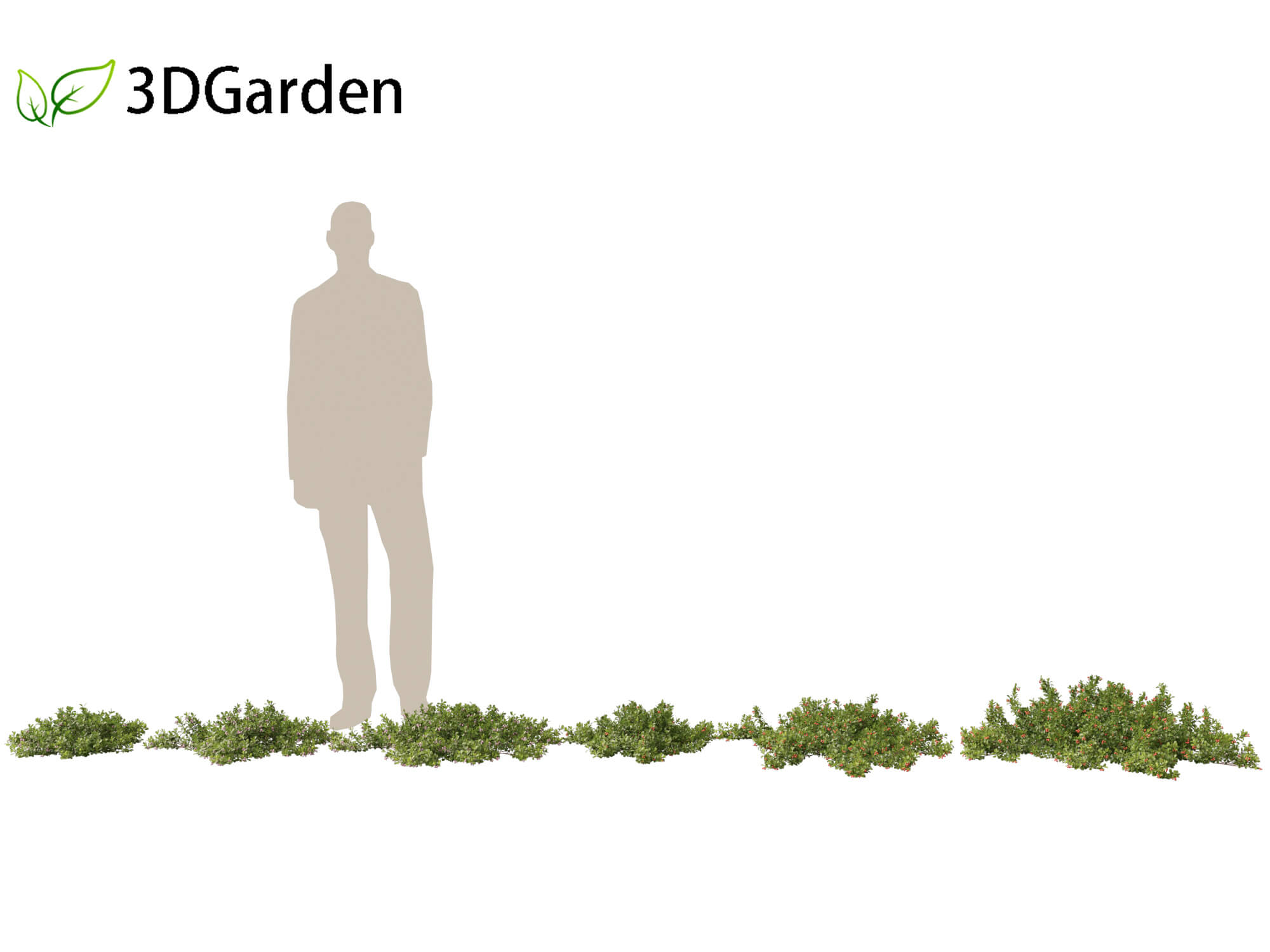 Arctostaphylos Uva-Ursi Common Bearberry Ground Covers 3D Model by ...