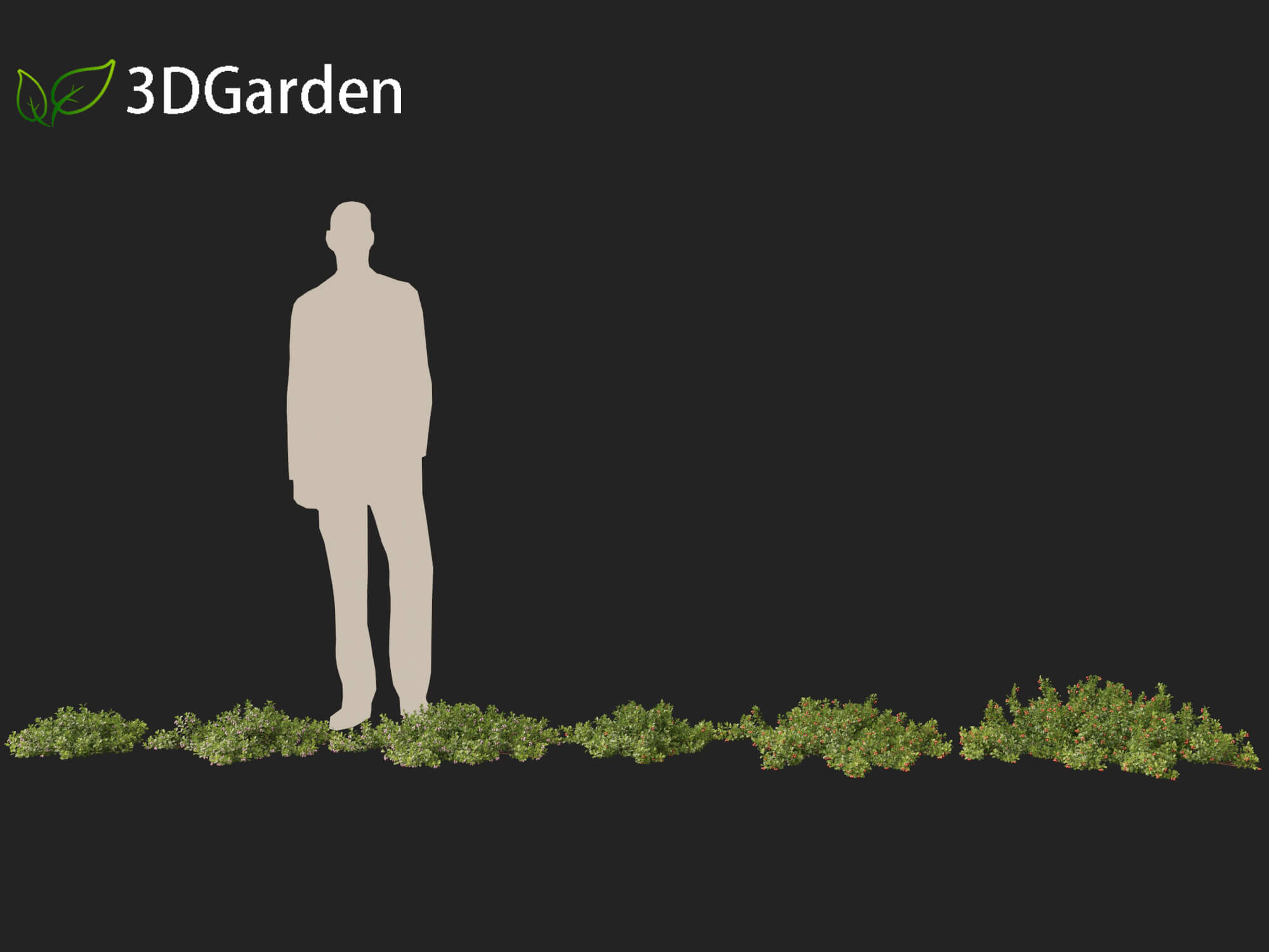 Arctostaphylos Uva-Ursi Common Bearberry Ground Covers 3D Model by ...