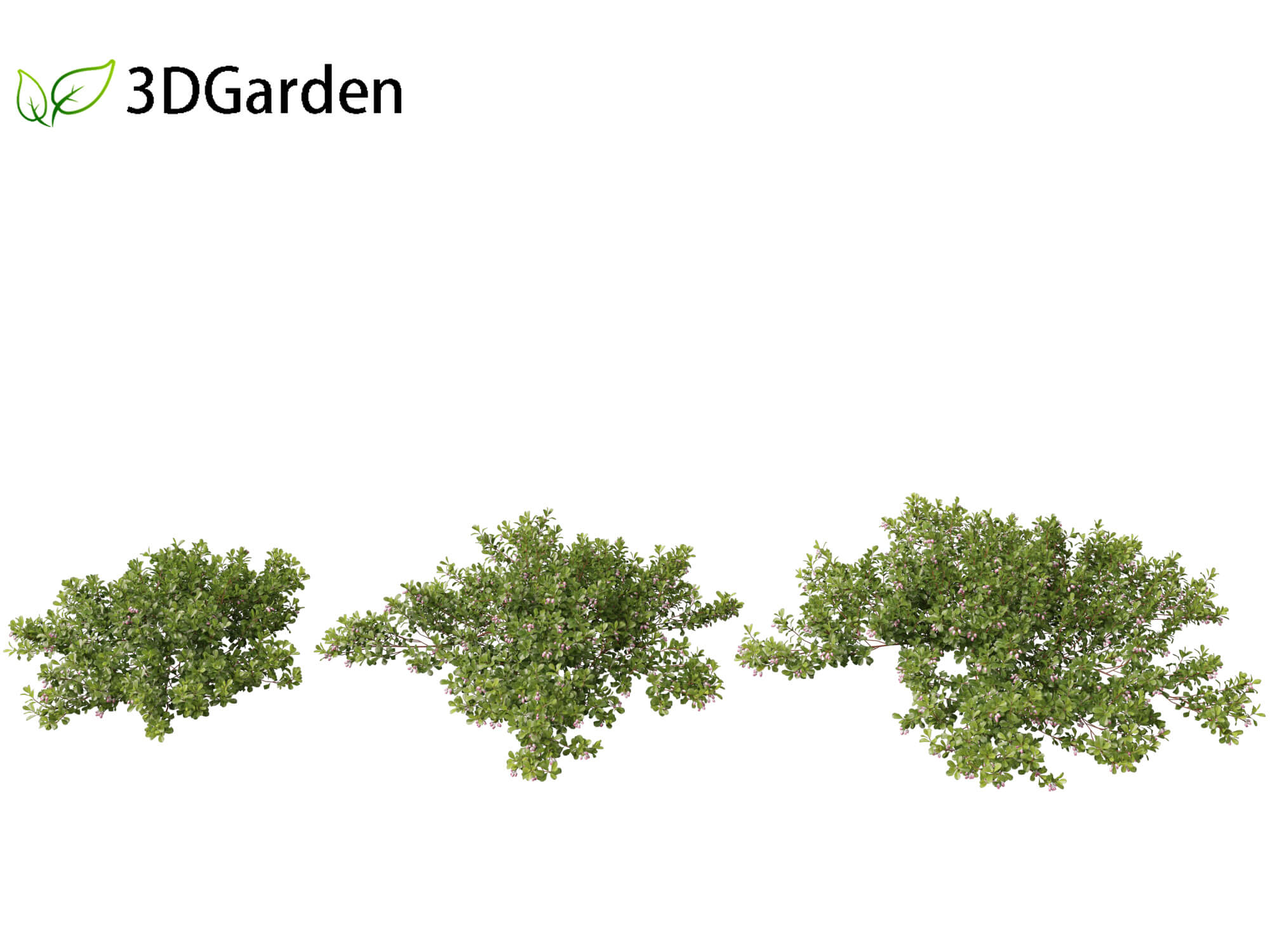 Arctostaphylos Uva-Ursi Common Bearberry Ground Covers 3D Model by ...