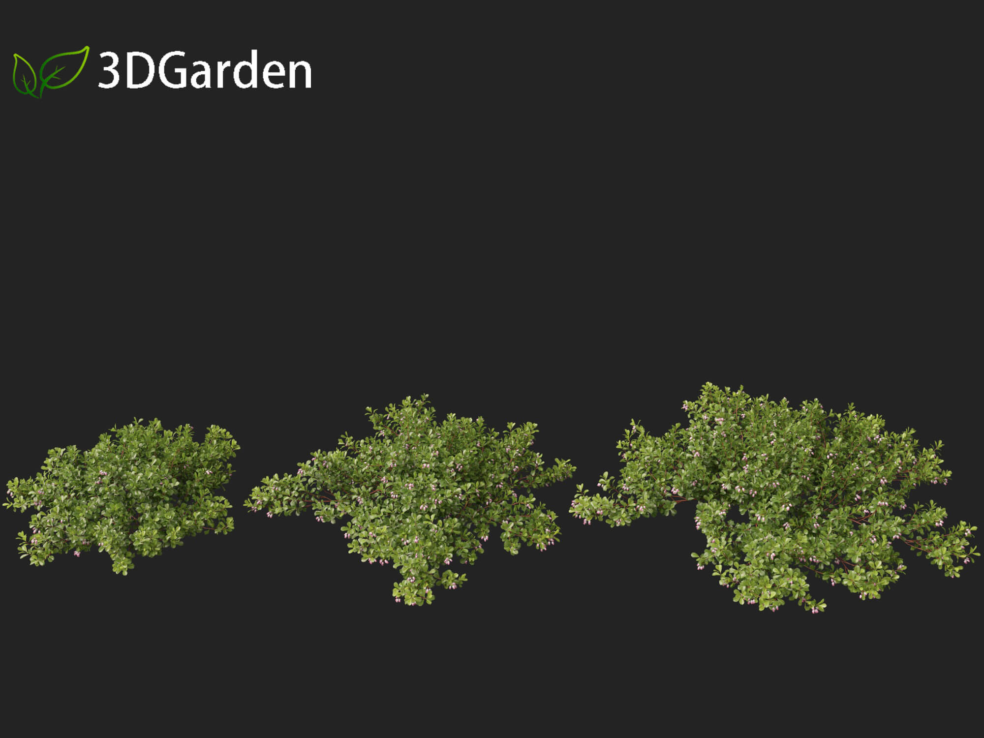 Arctostaphylos Uva-Ursi Common Bearberry Ground Covers 3D Model by ...