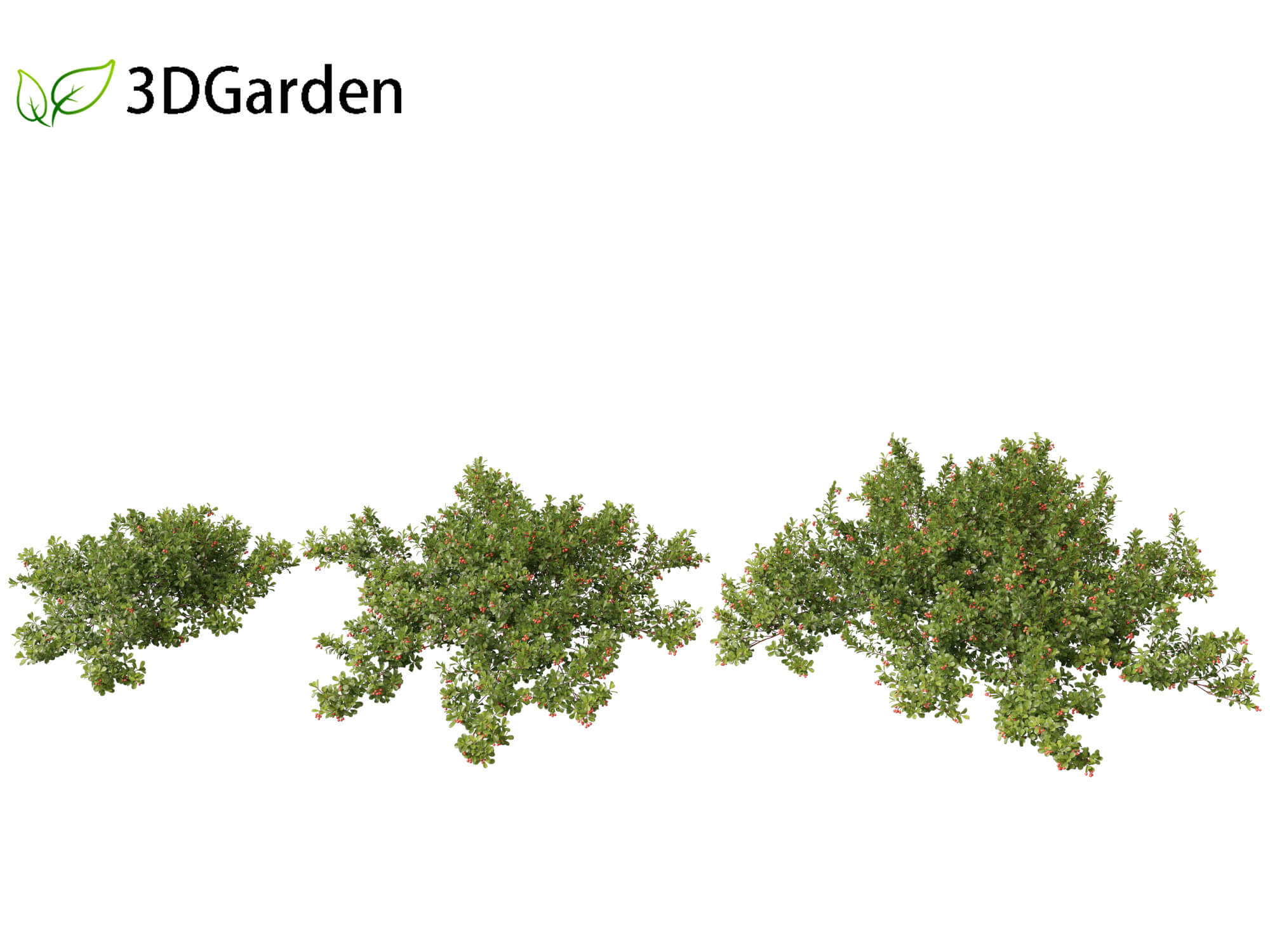 Arctostaphylos Uva-Ursi Common Bearberry Ground Covers 3D Model by ...